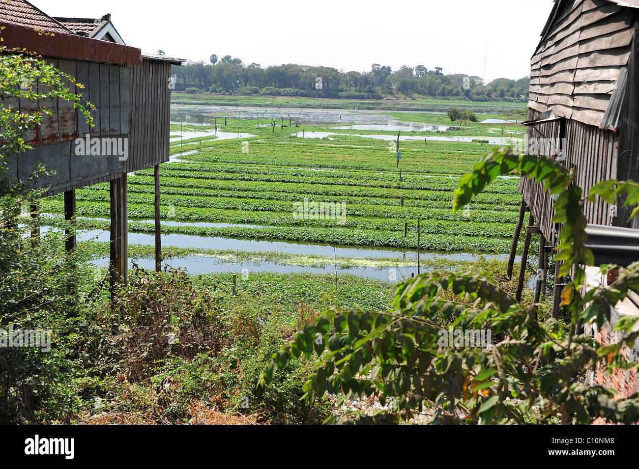 Rice fields in the countryside outside Phnom Penh near the Killing ...