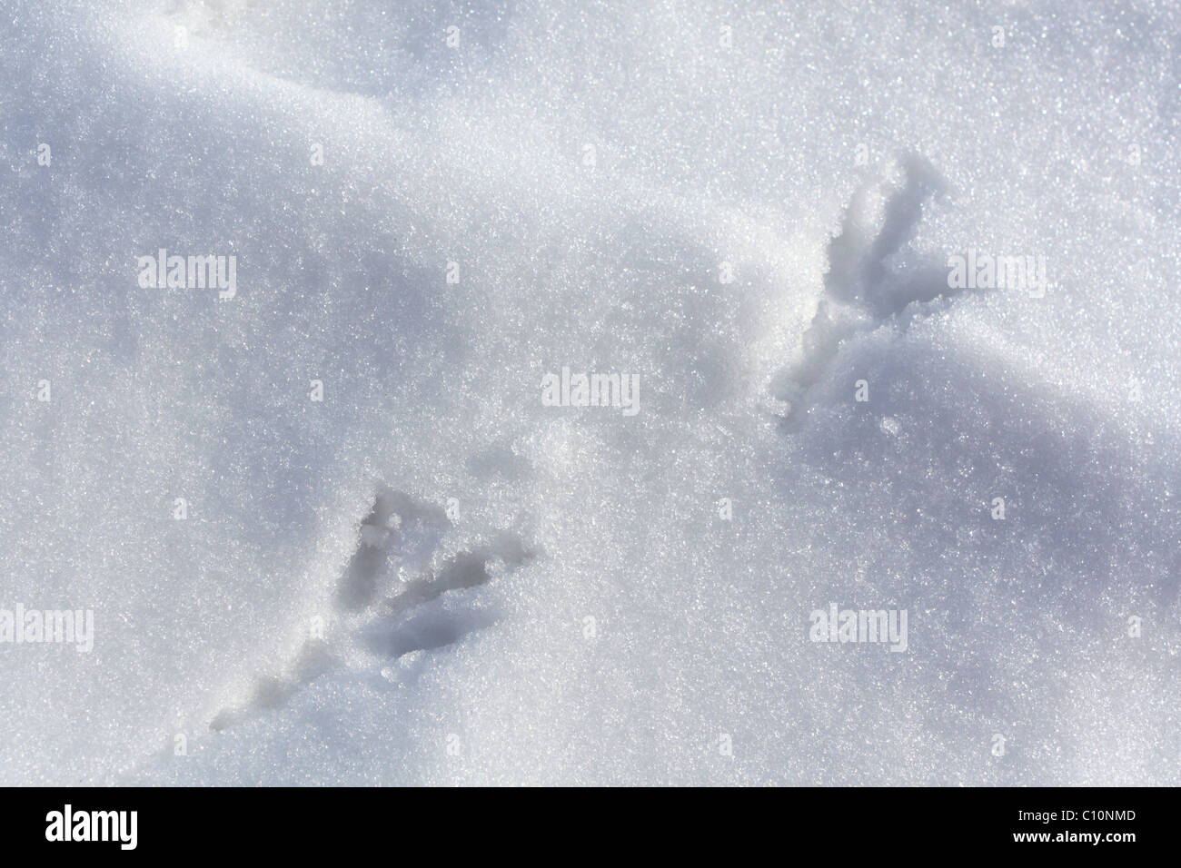 Aerial shot animal tracks hi-res stock photography and images - Alamy