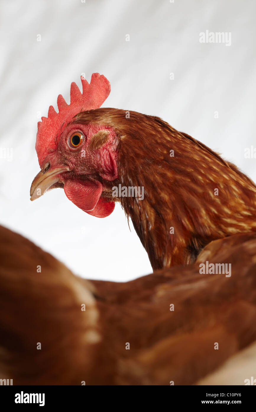 Chicken head cut out hi-res stock photography and images - Alamy