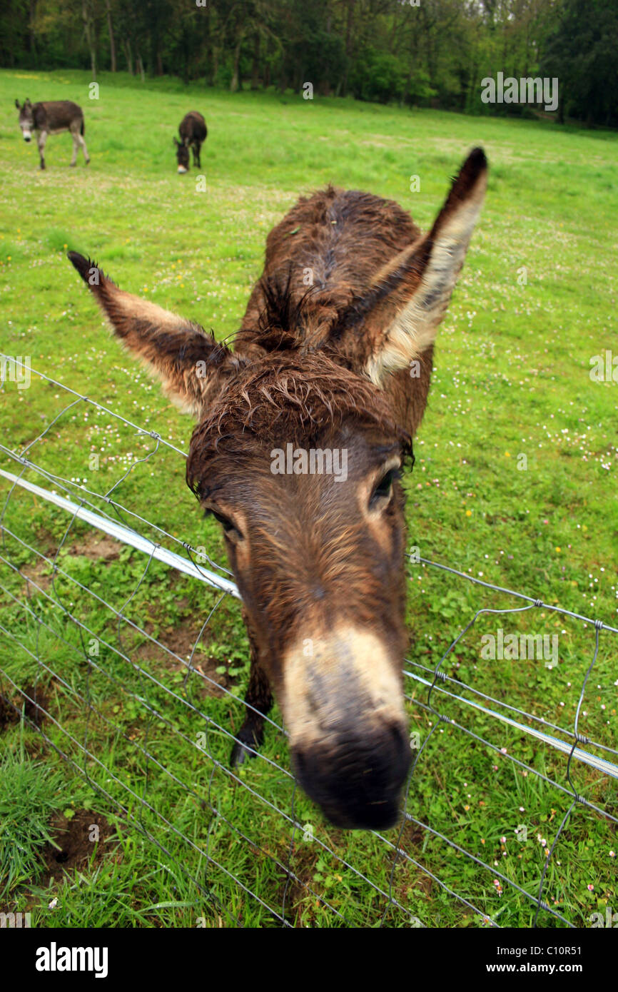 Maine-et-Loire , Château de Brézé, France Stock Photo - Alamy