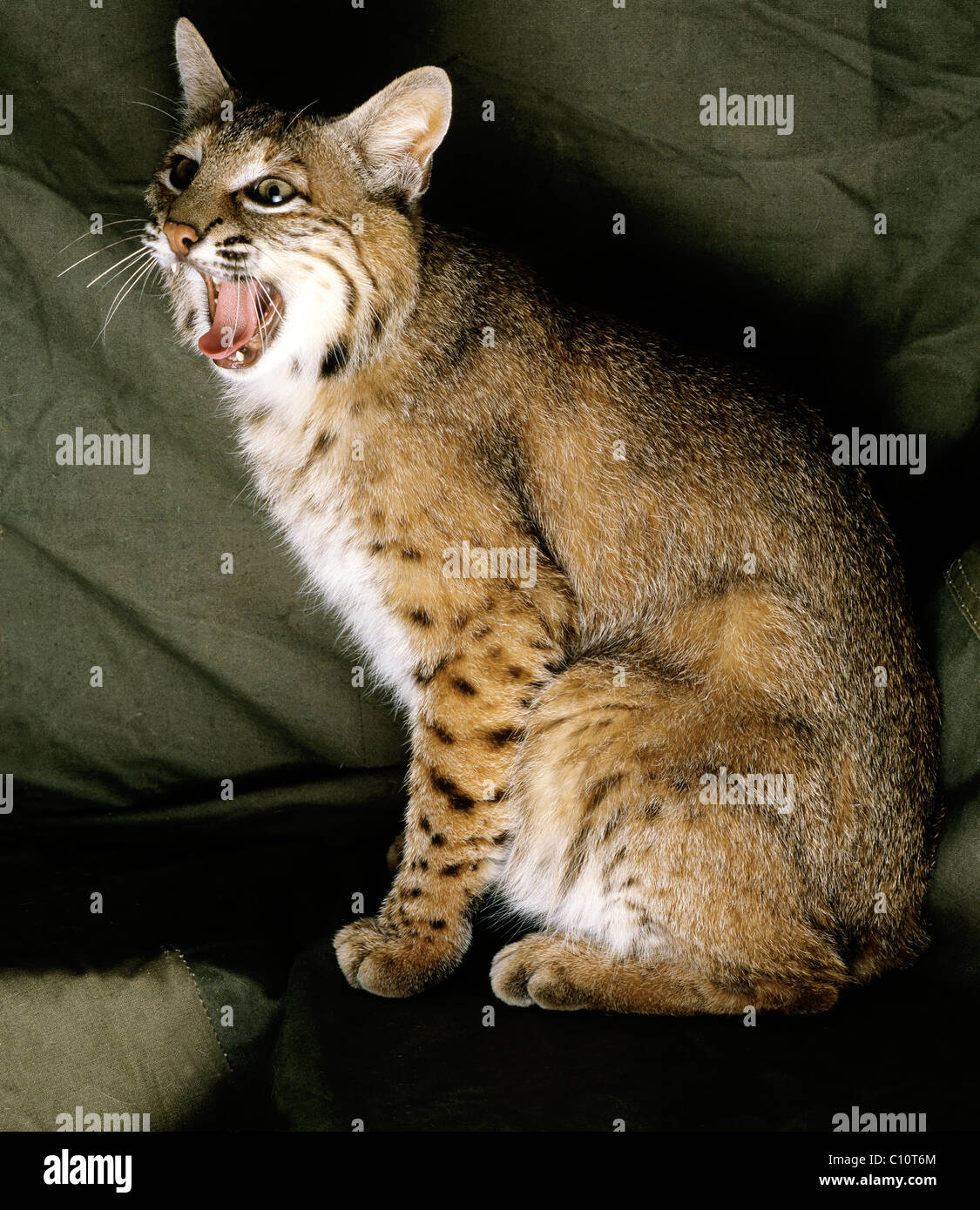 Canadian Trappers High Resolution Stock Photography and Images - Alamy