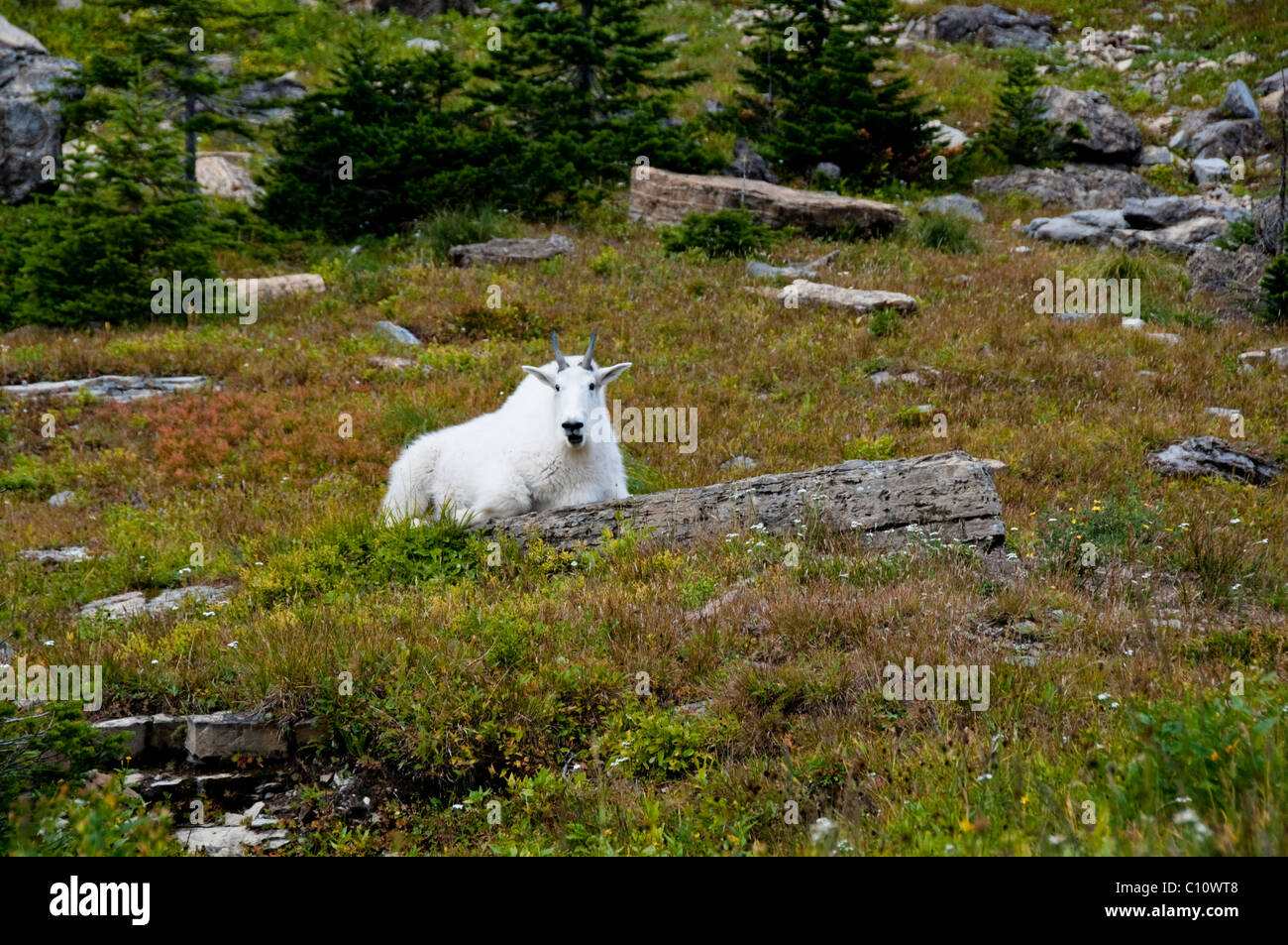 Snow-White Mountain Goat,Curious Stares,Logans Pass,Going To the Sun ...
