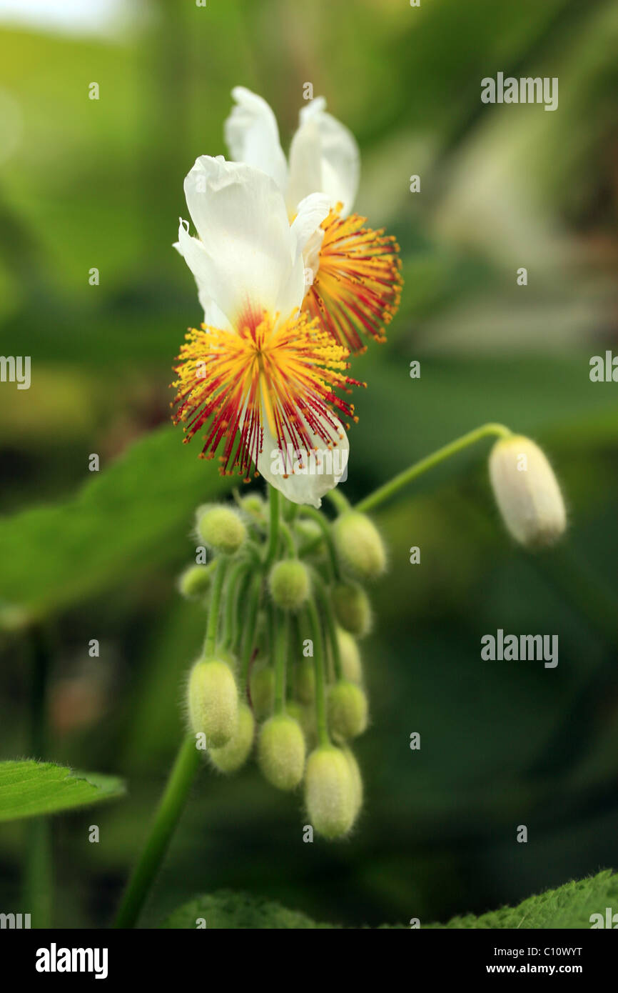 Flamand hi-res stock photography and images - Alamy