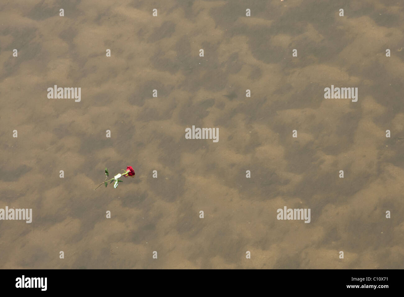 Rose floating on a river Stock Photo - Alamy