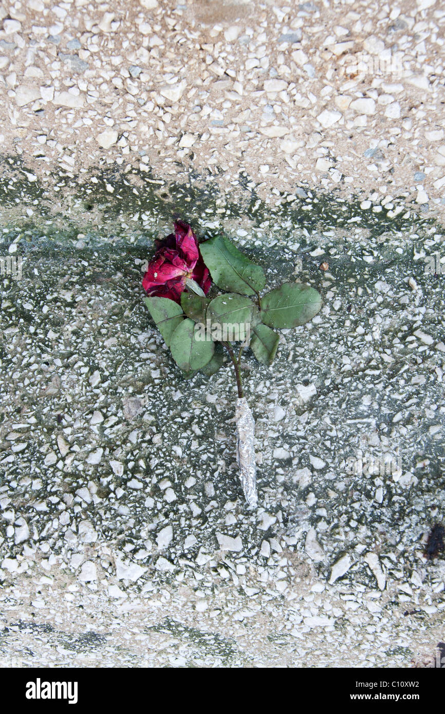 Floor rose hi-res stock photography and images - Alamy