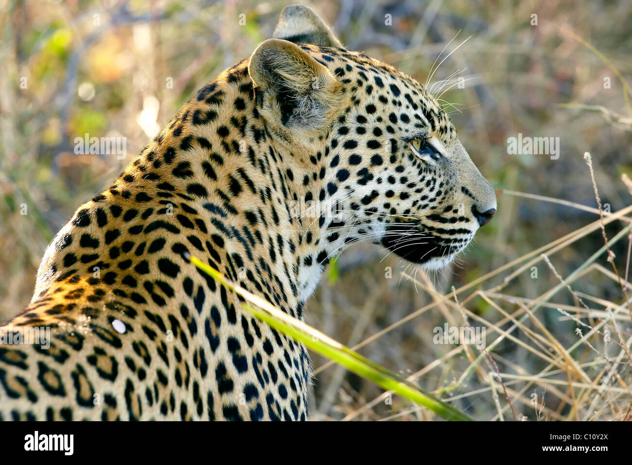 Leopard (Panthera pardus), Okavango Delta, Botswana, Africa Stock Photo ...