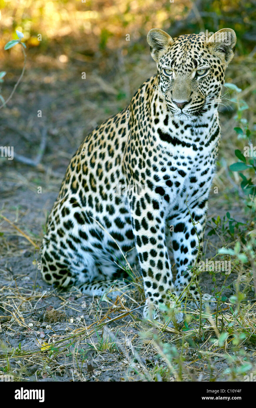 Leopard (Panthera pardus), Okavango Delta, Botswana, Africa Stock Photo ...