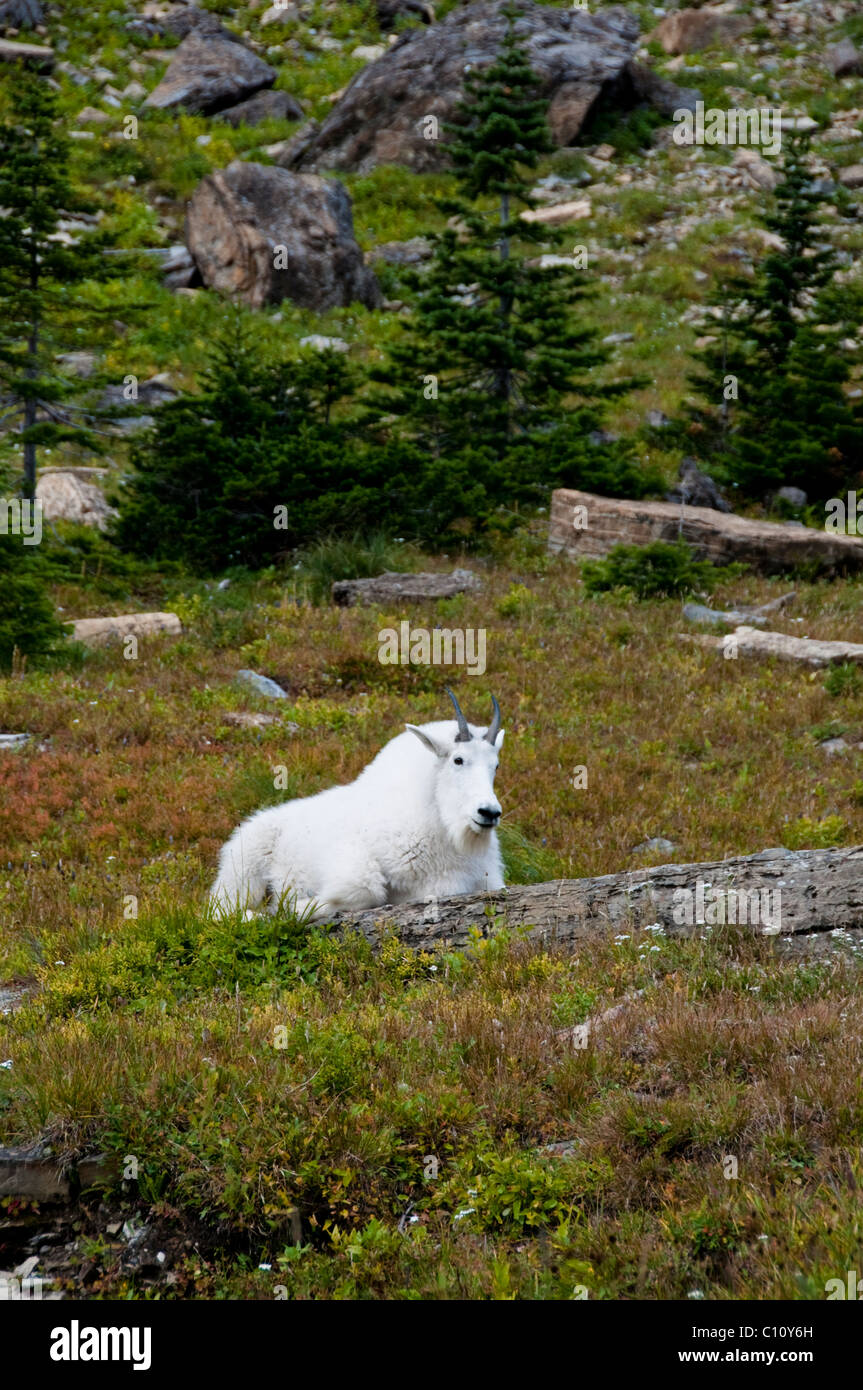 Snow-White Mountain Goat,Curious Stares,Logans Pass,Going To the Sun ...