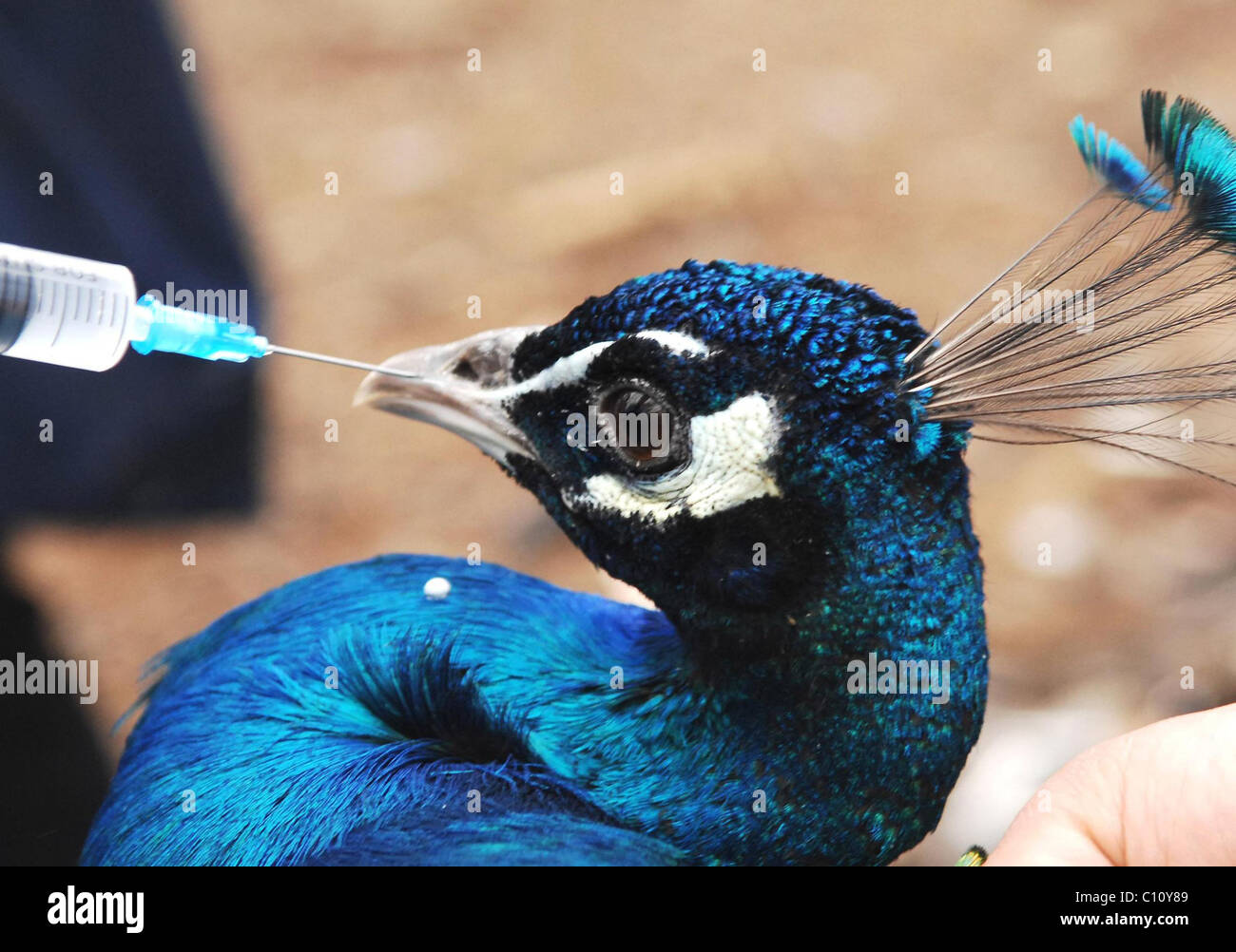 China applies bird flu vaccines Staff at Hefei Wild Animal Park in ...