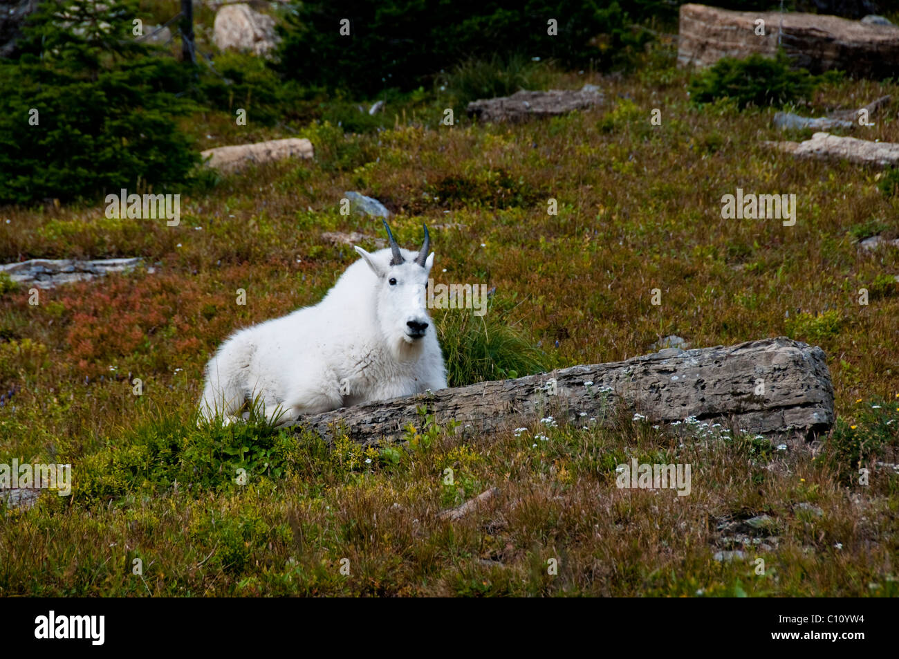 Snow-White Mountain Goat,Curious Stares,Logans Pass,Going To the Sun ...