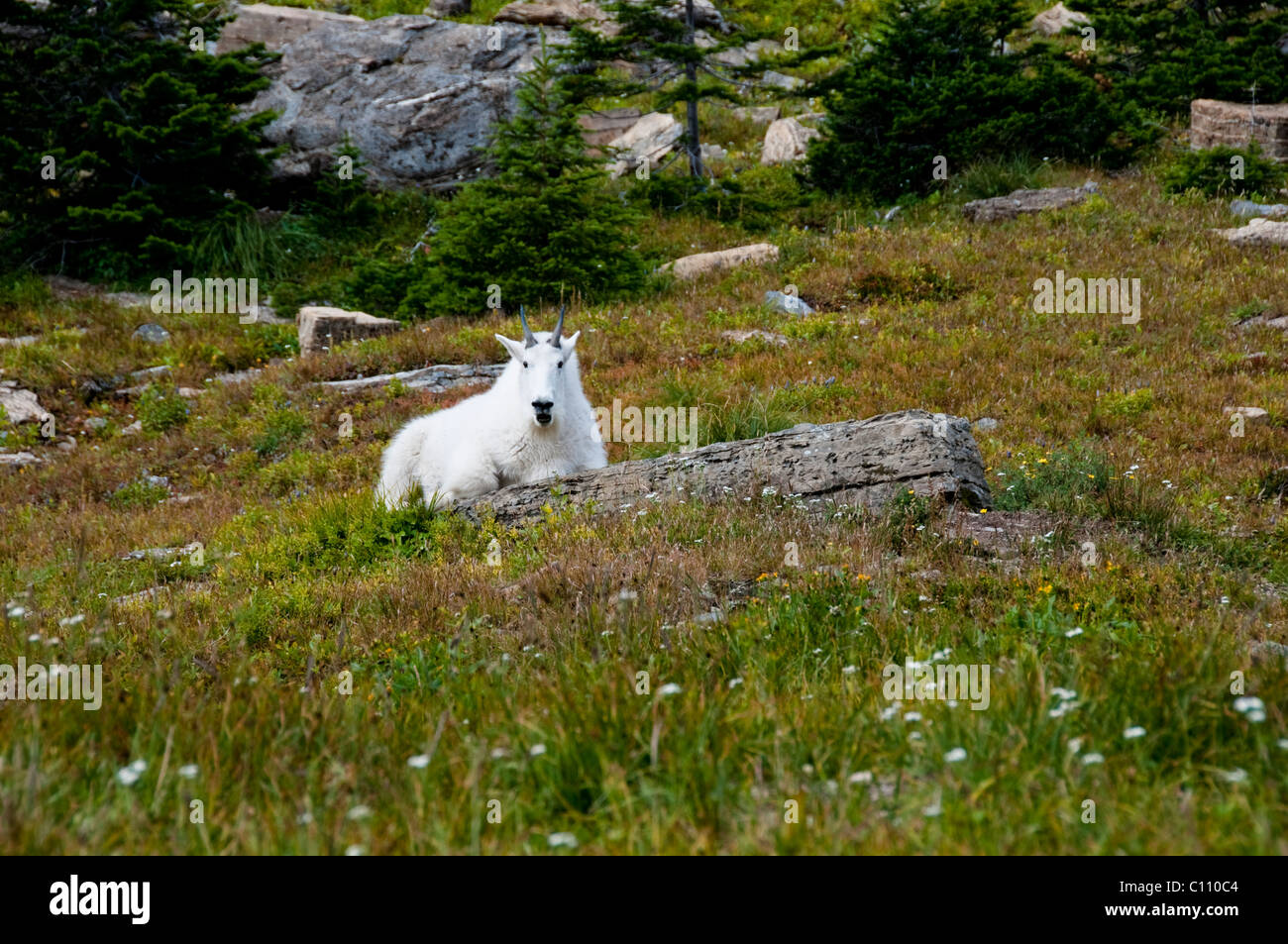 Snow-White Mountain Goat,Curious Stares,Logans Pass,Going To the Sun ...