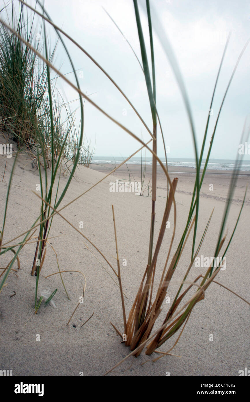 Zwin, Knokke, Belgique Stock Photo - Alamy