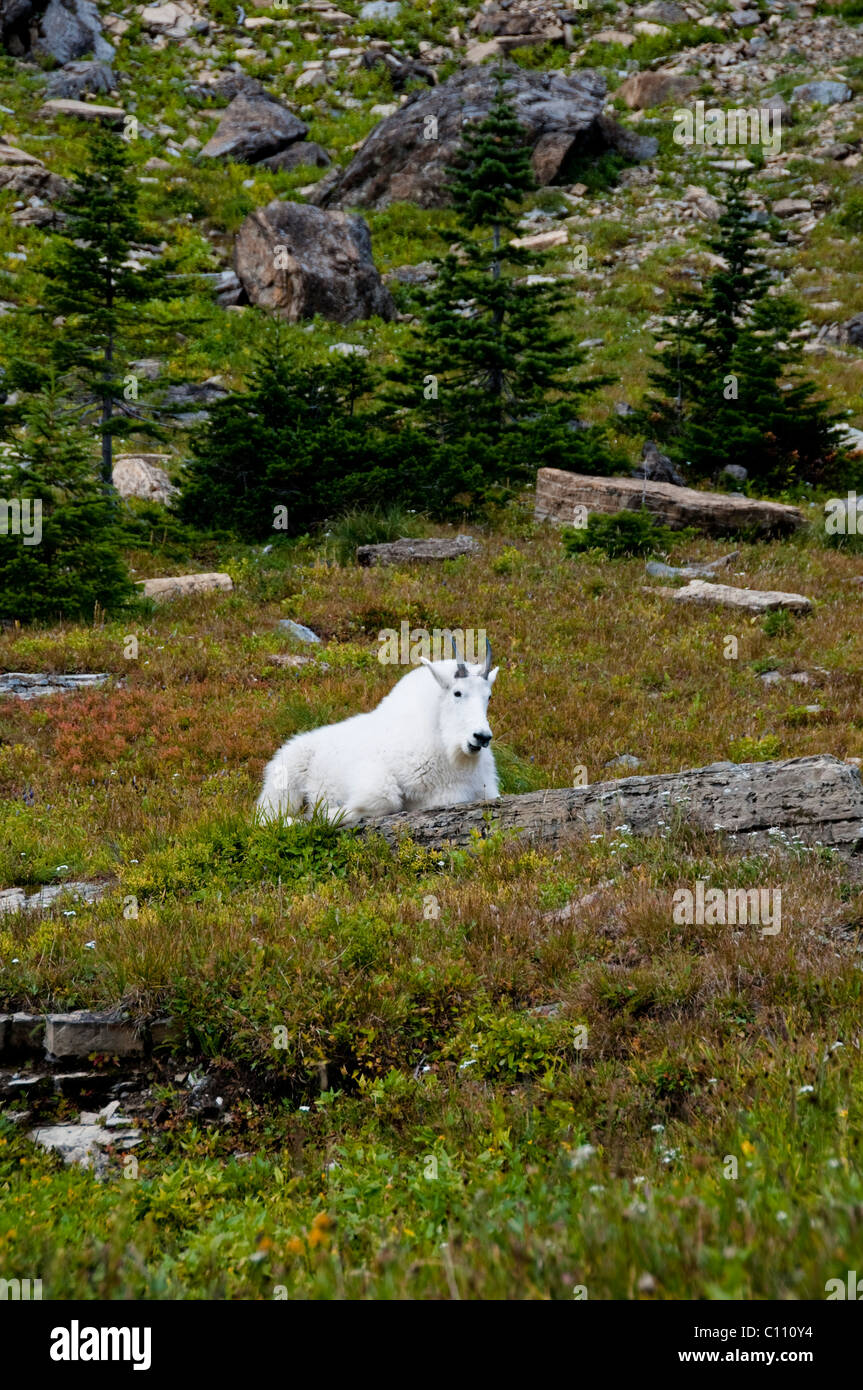 Snow-White Mountain Goat,Curious Stares,Logans Pass,Going To the Sun ...