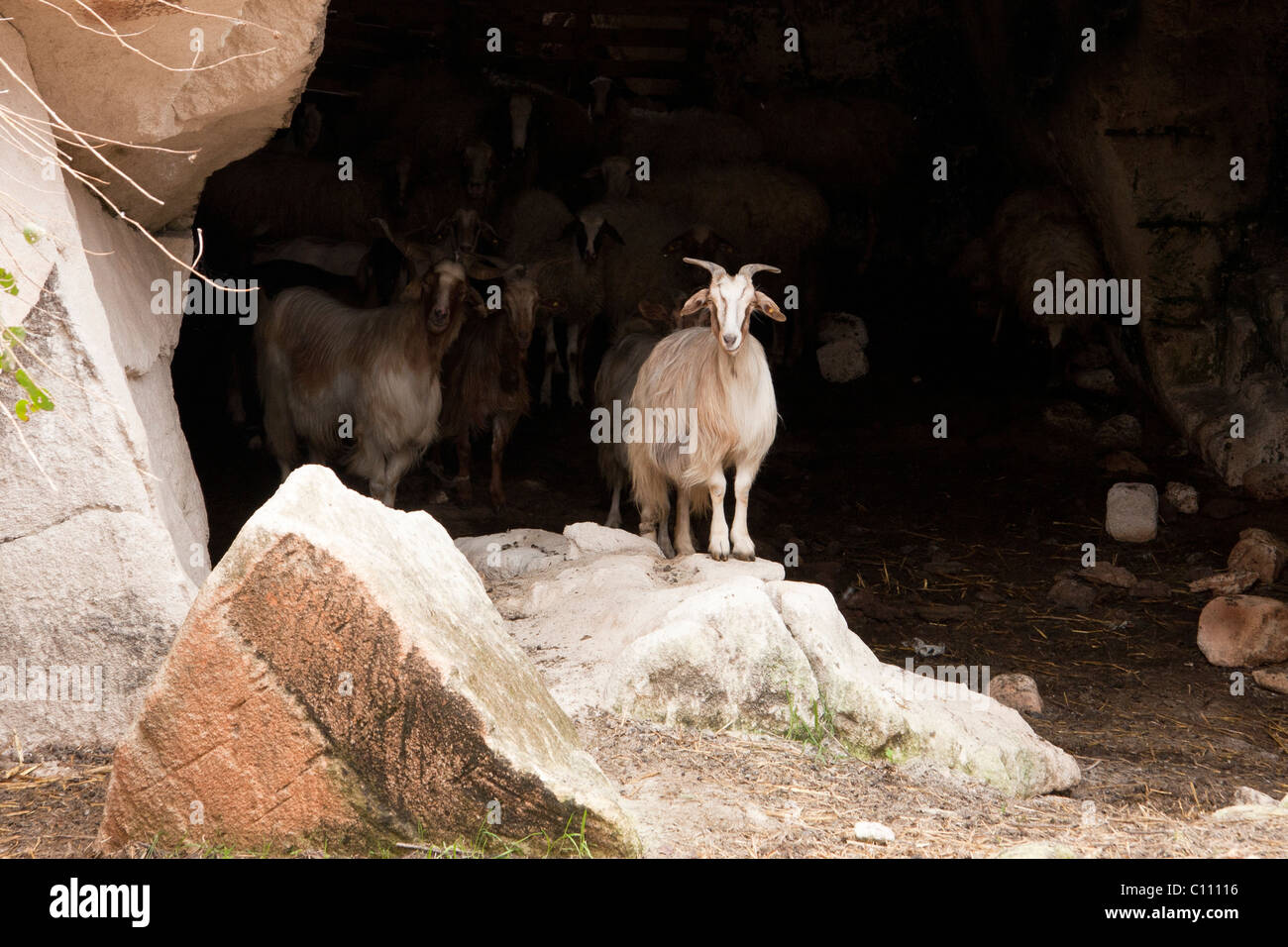 Goats in a stone cave Stock Photo - Alamy