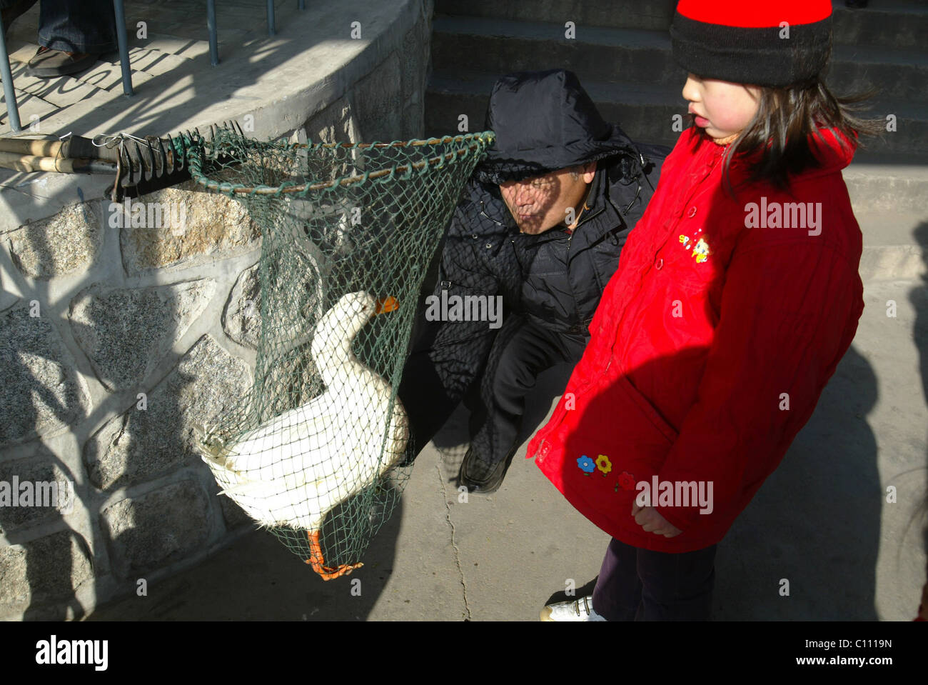Duck rescued from frozen lake Park workers mastermind the rescue of ...