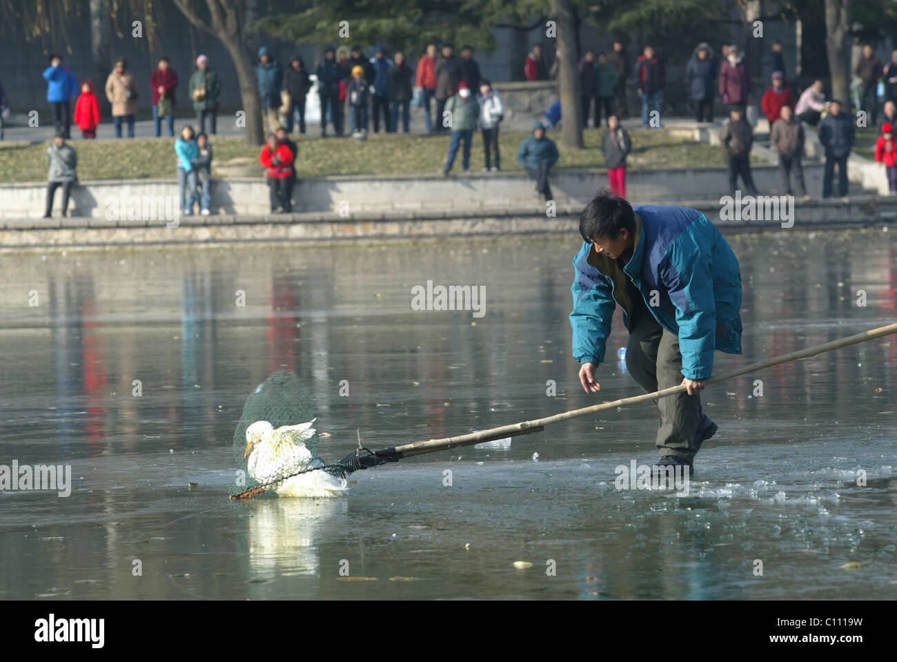 Duck rescued from frozen lake Park workers mastermind the rescue of ...