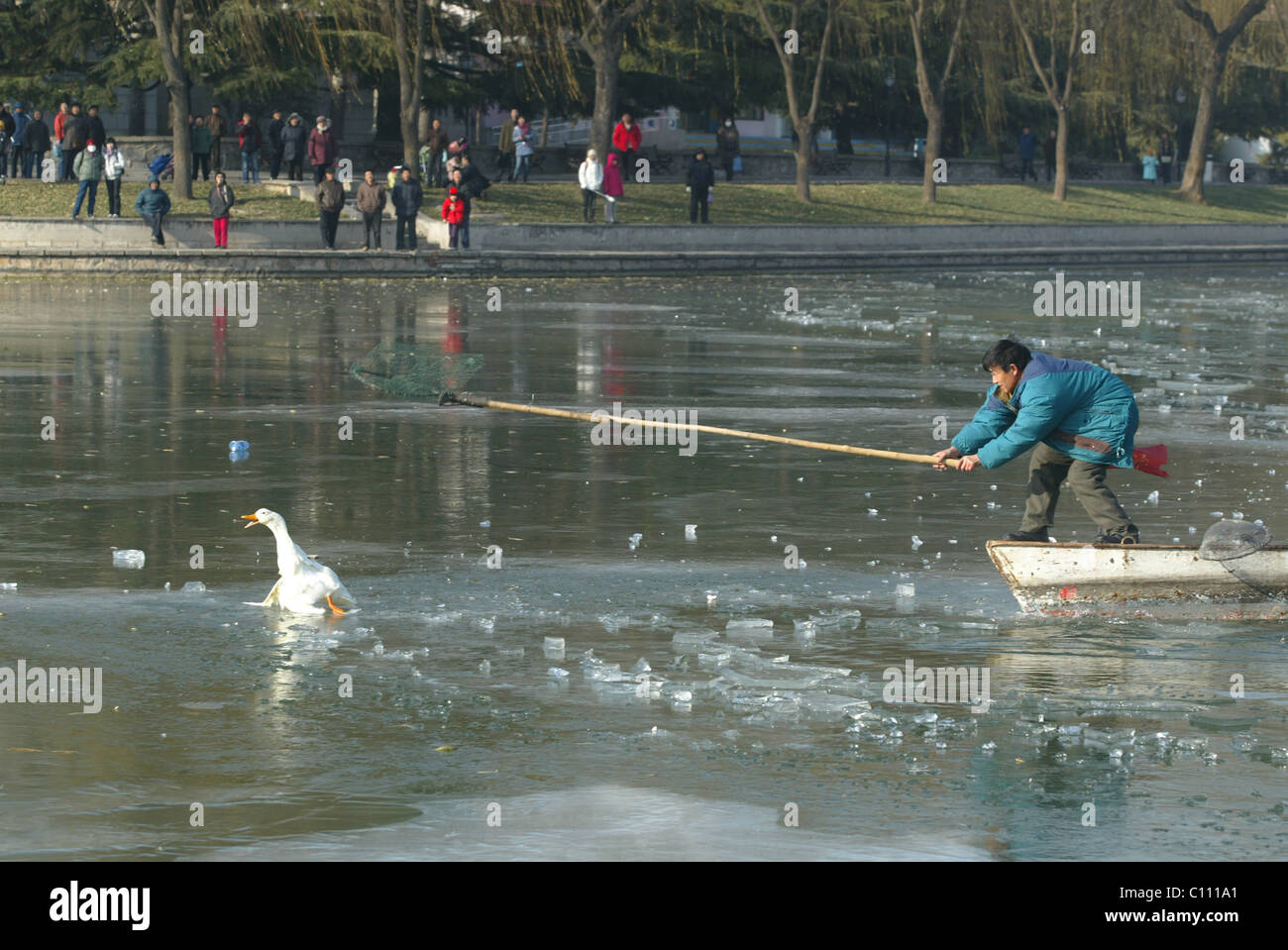 Duck rescued from frozen lake Park workers mastermind the rescue of ...