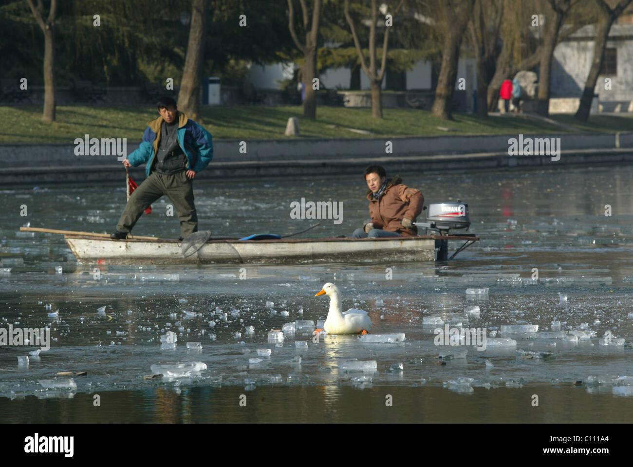 Duck rescued from frozen lake Park workers mastermind the rescue of ...