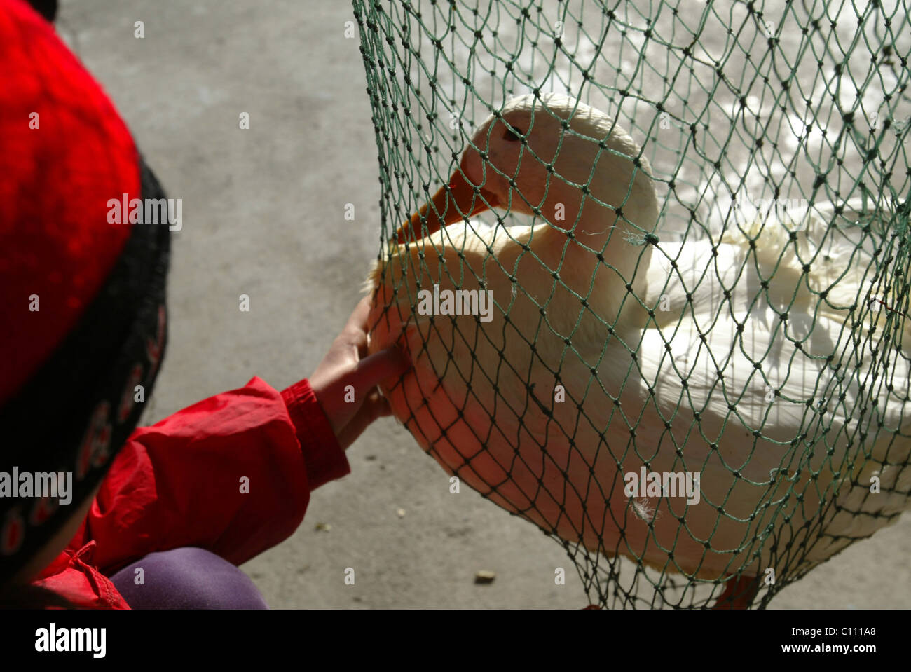 Duck rescued from frozen lake Park workers mastermind the rescue of ...
