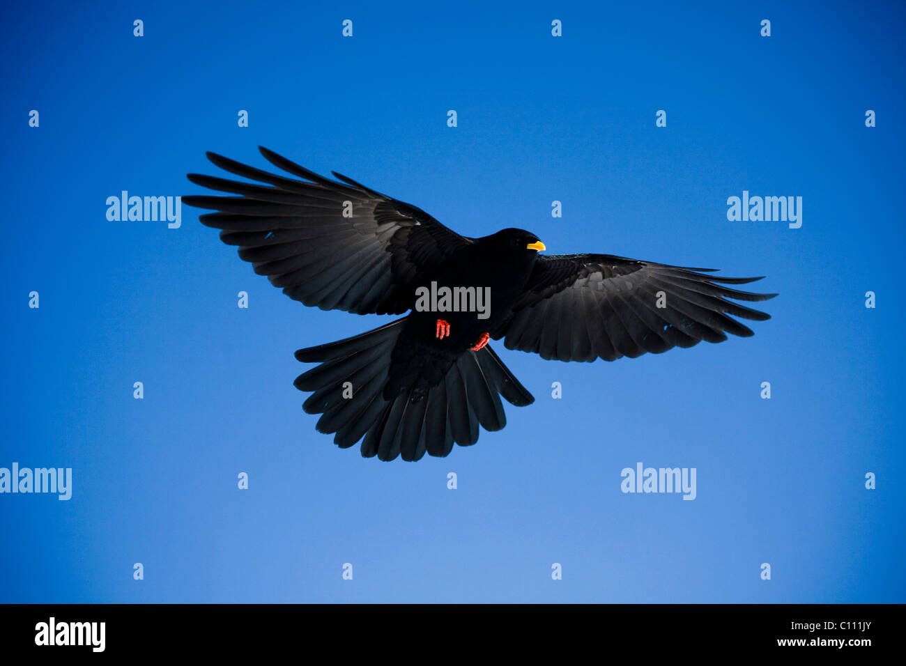 Alpine chough (Pyrrhocorax graculus) in flight Stock Photo - Alamy