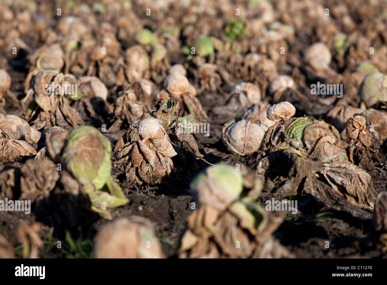 Old cabbage on the field in winter on the Swiss side of Lake Constance ...