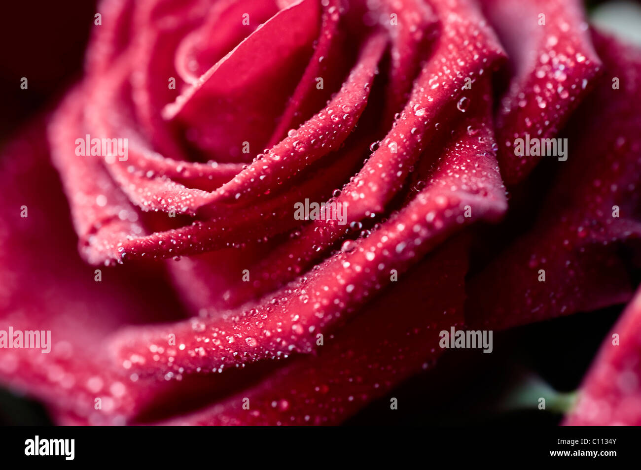 Close-up of a red Rose blossom (Rosa Stock Photo - Alamy