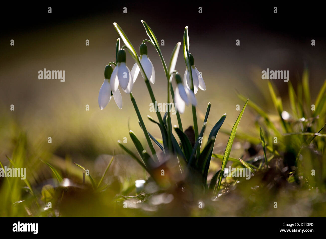 Galanthus varieties hi-res stock photography and images - Alamy