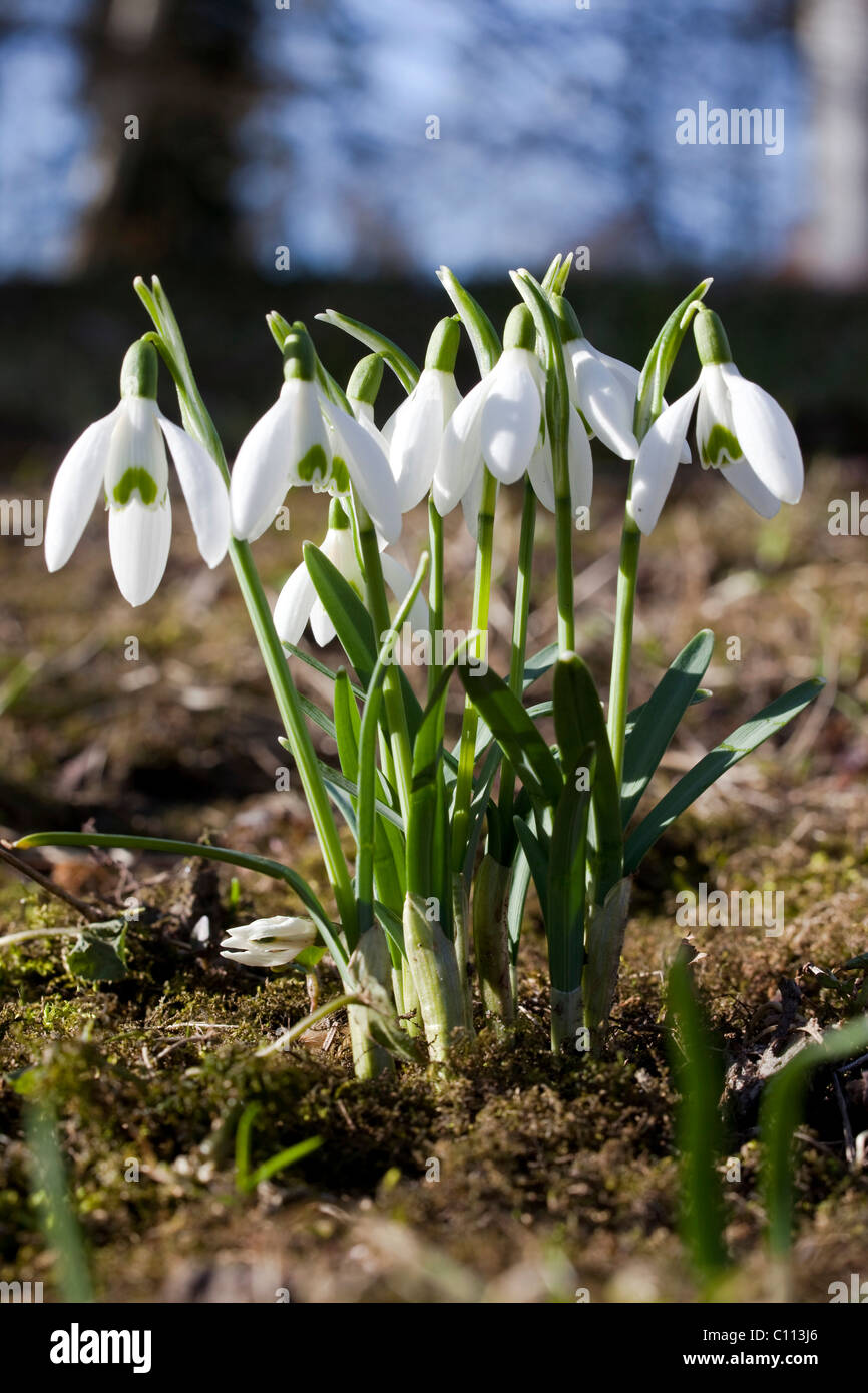 Galanthus species hi-res stock photography and images - Alamy