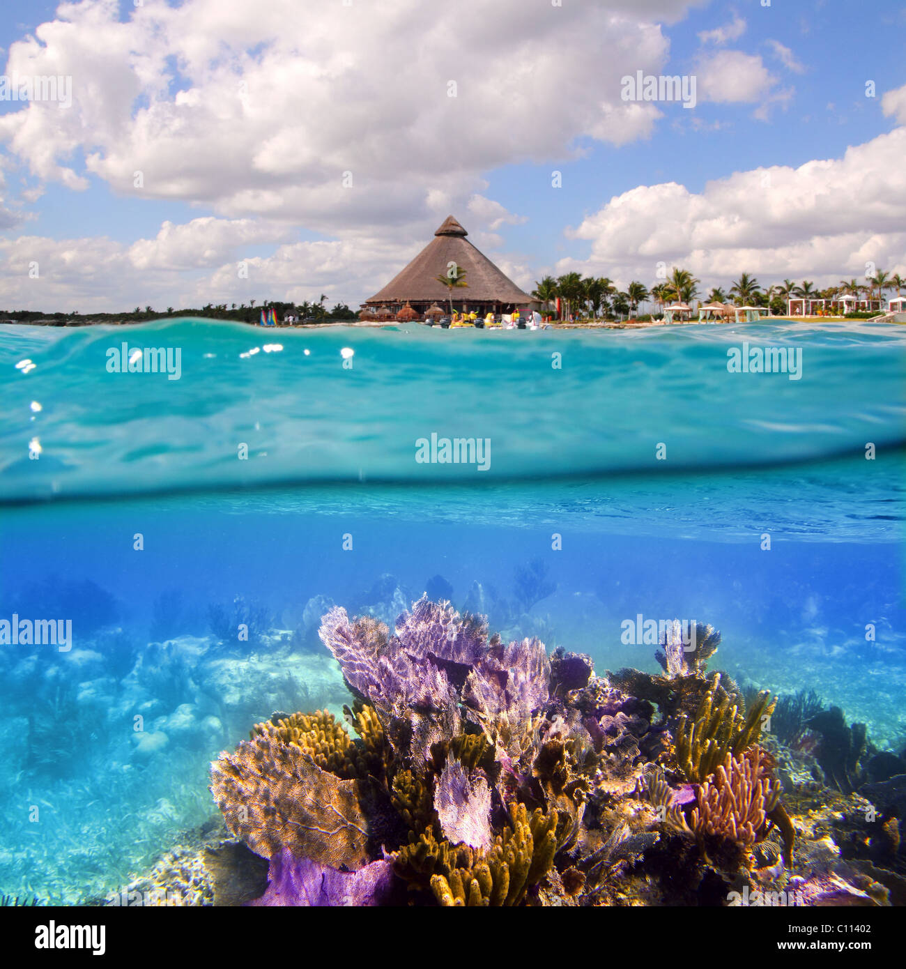 Coral reef in Mayan Riviera Cancun Mexico underwater Stock Photo - Alamy