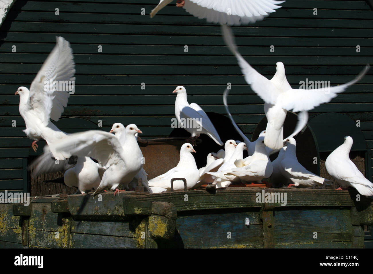 Wallonie, Brugelette, Belgique Stock Photo - Alamy