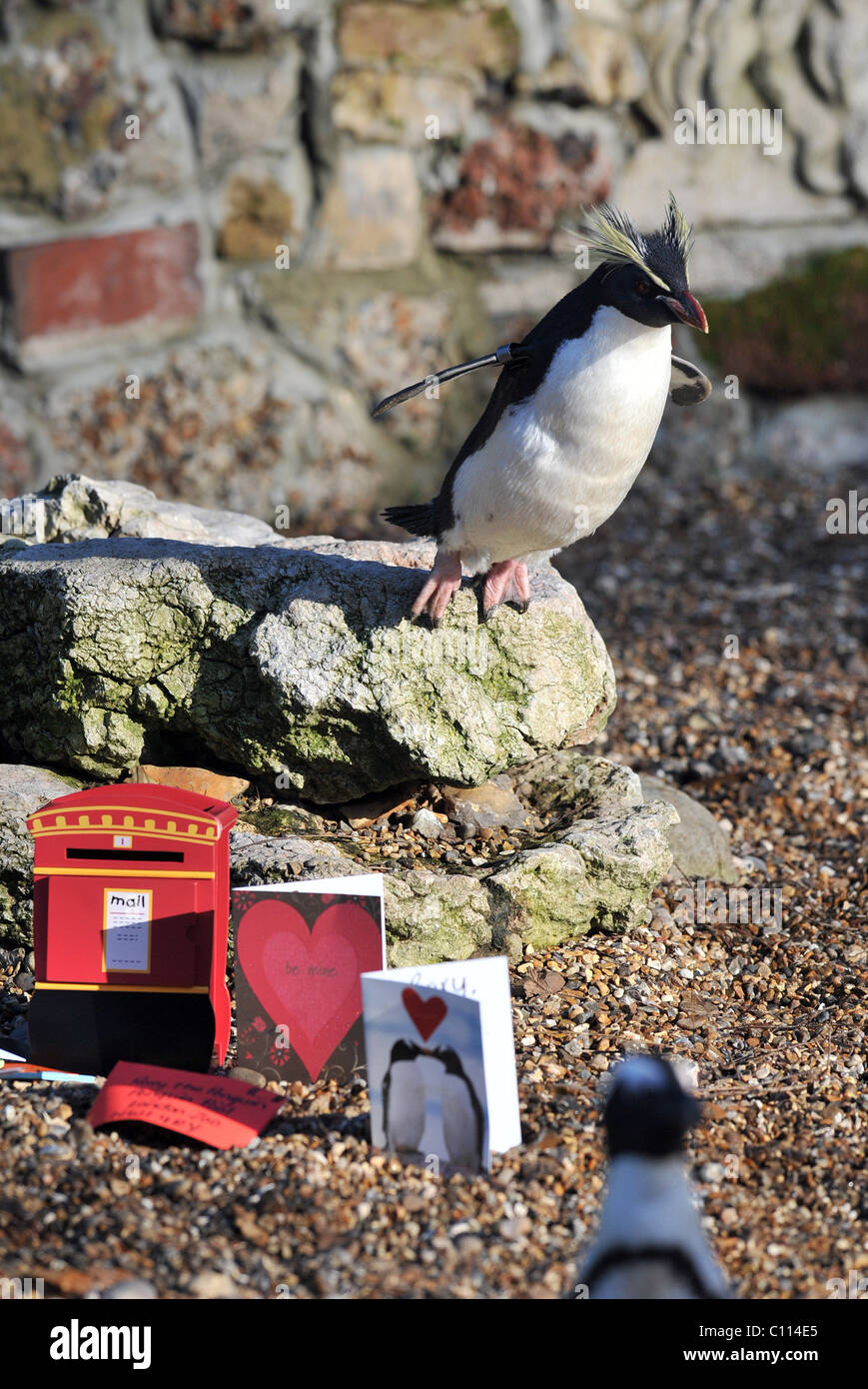 London Zoo - photocall Roxy the penguin prepares to be inundated with ...
