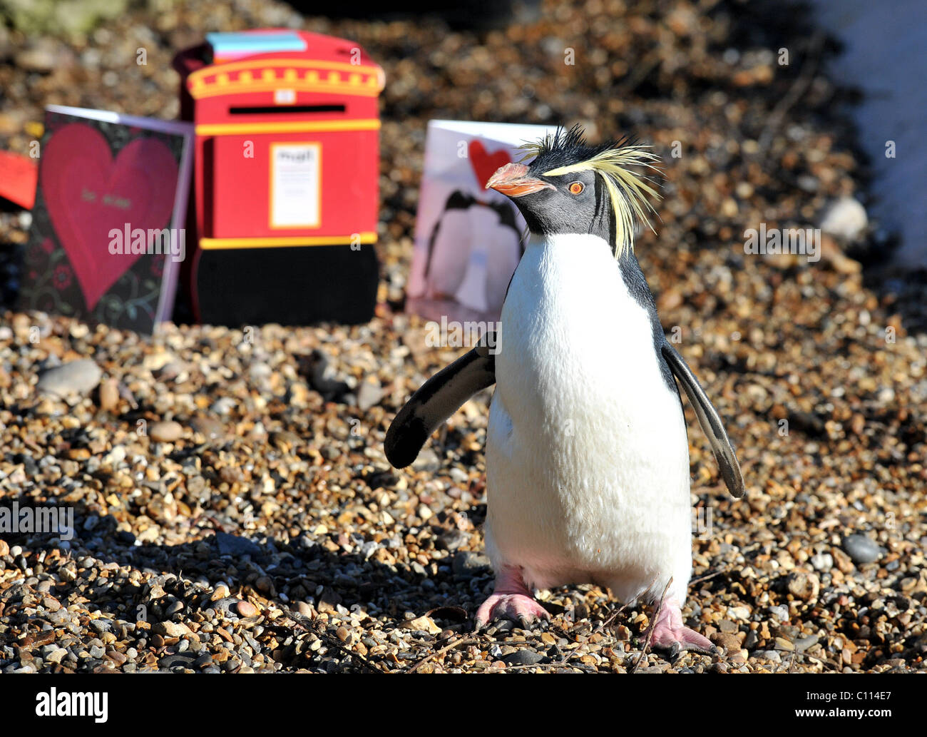 London Zoo - photocall Roxy the penguin prepares to be inundated with ...