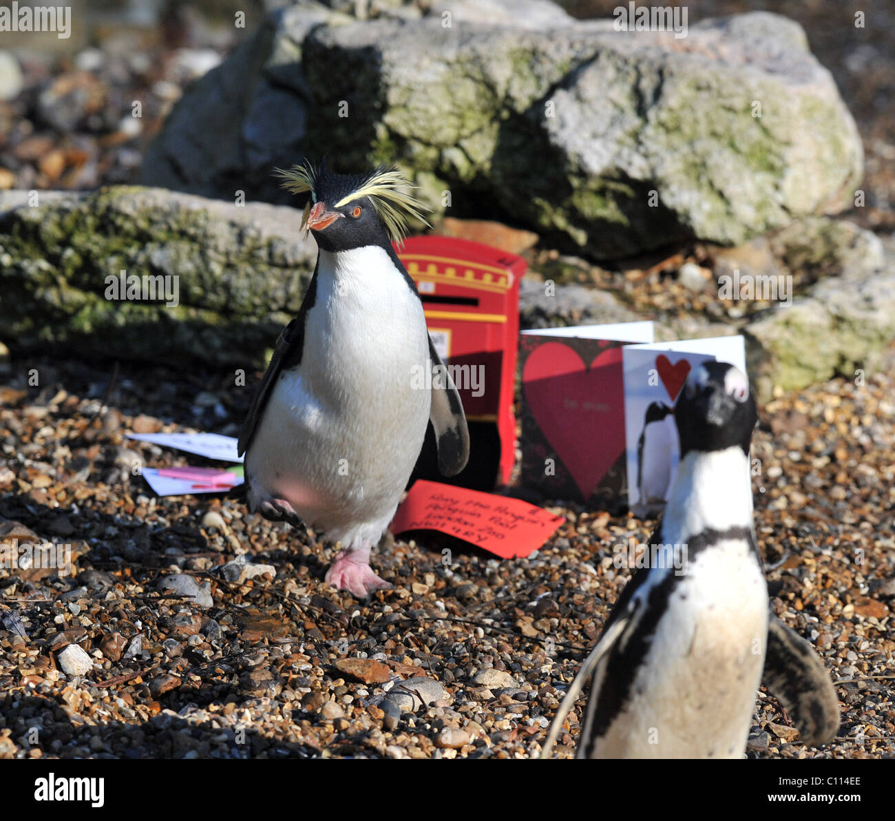 London Zoo - photocall Roxy the penguin prepares to be inundated with ...