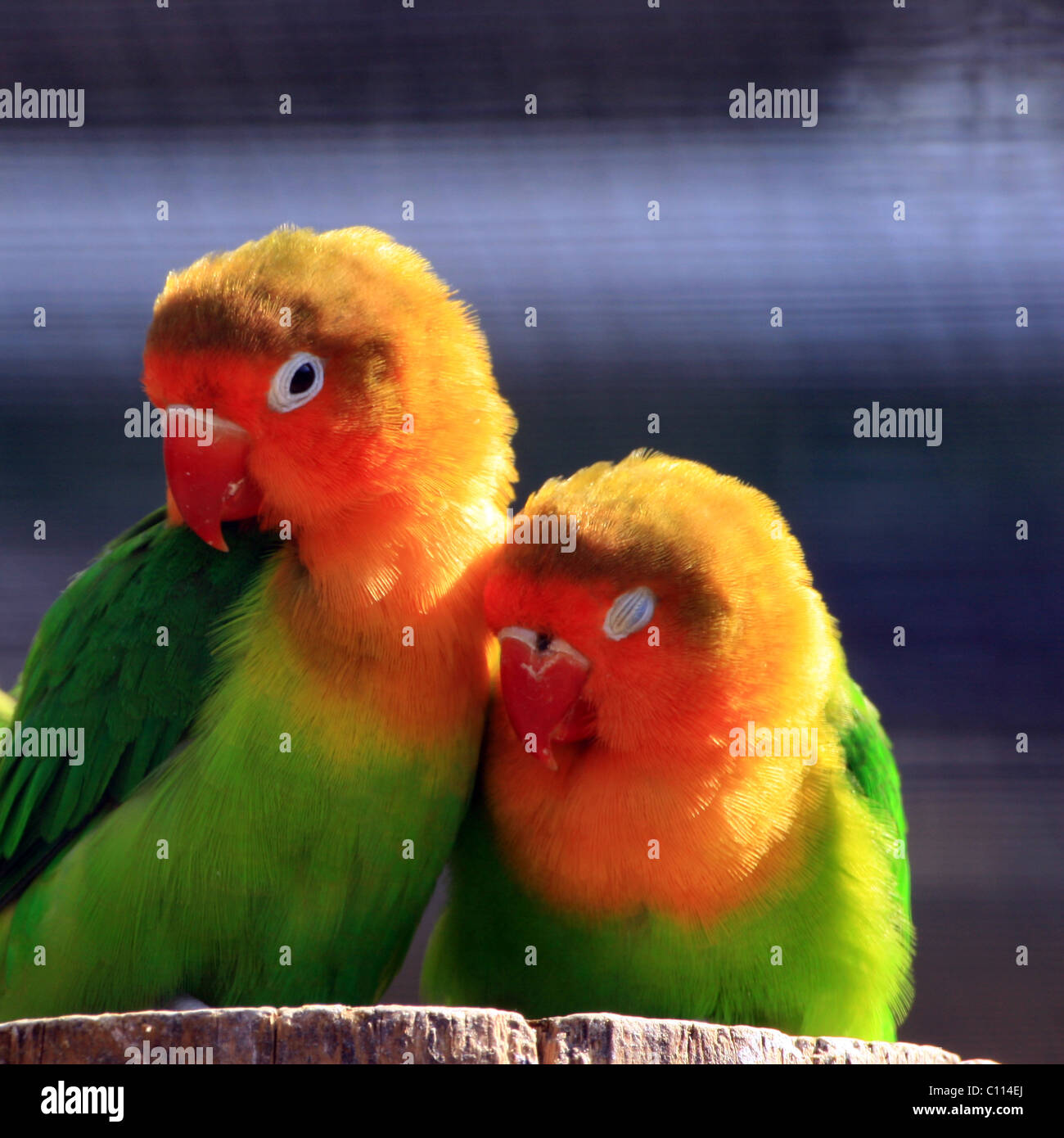 Wallonie, Brugelette, Belgique Stock Photo - Alamy