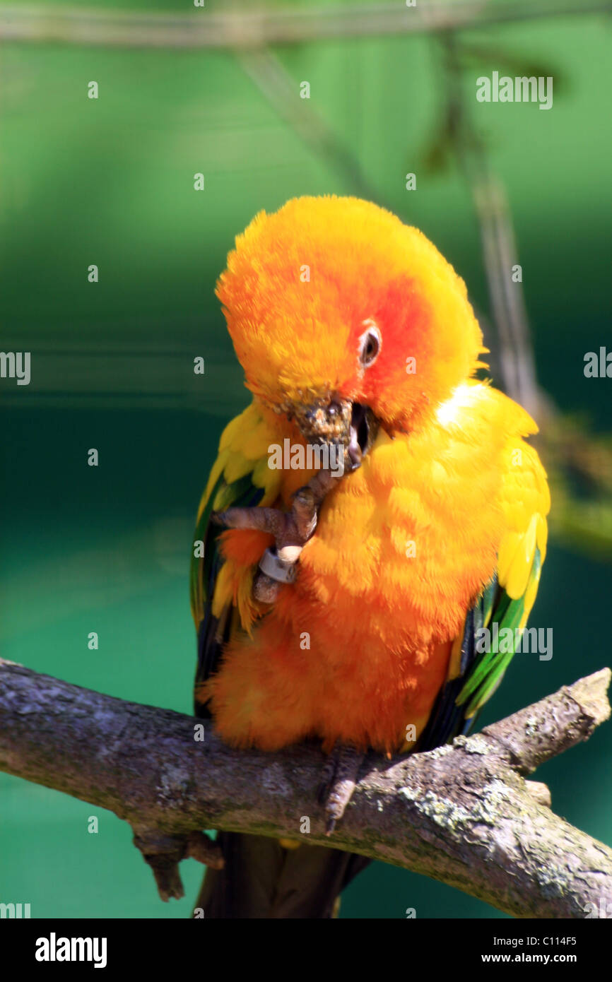 Wallonie, Brugelette, Belgique Stock Photo - Alamy