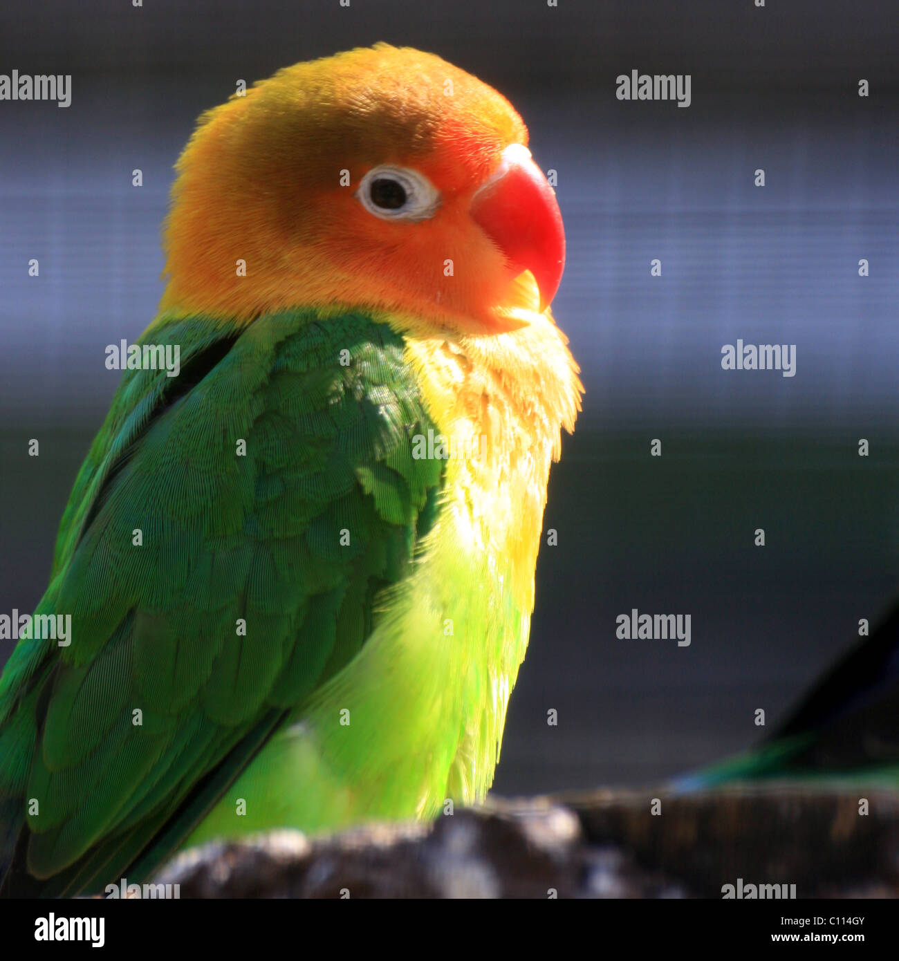 Wallonie, Brugelette, Belgique Stock Photo - Alamy