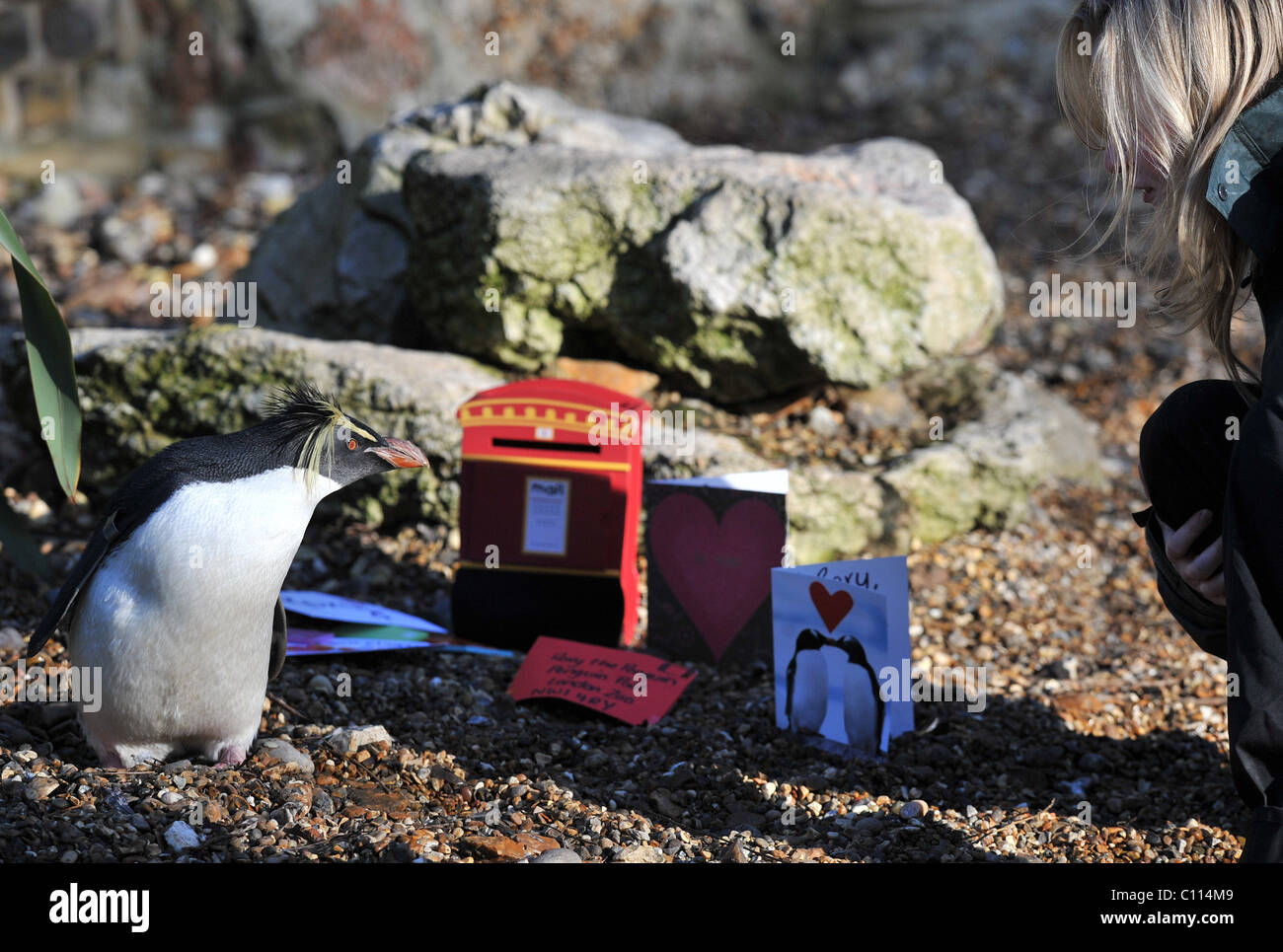 London Zoo - photocall Roxy the penguin prepares to be inundated with ...