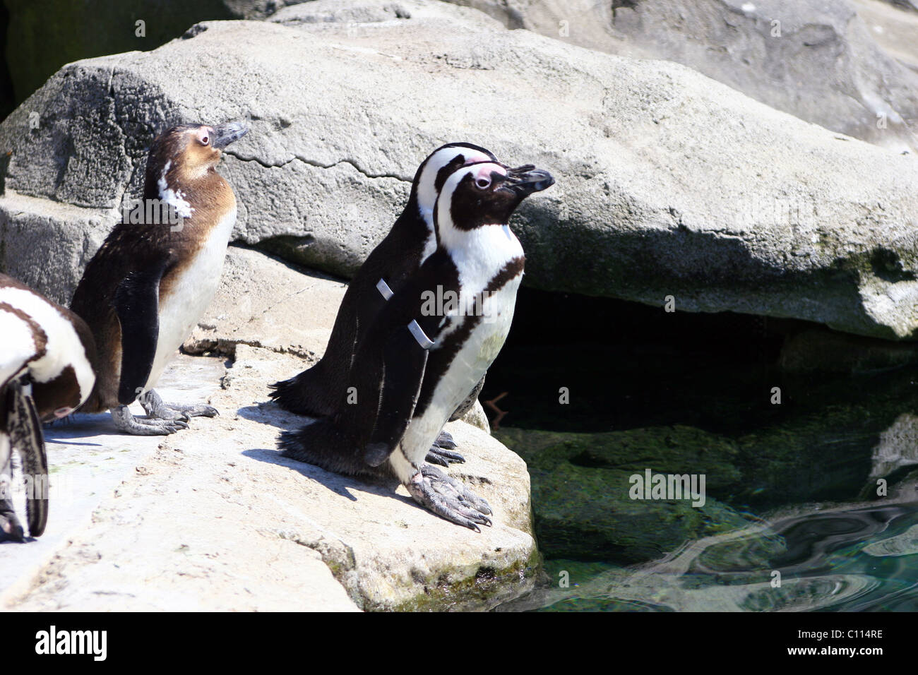 Wallonie, Brugelette, Belgique Stock Photo - Alamy