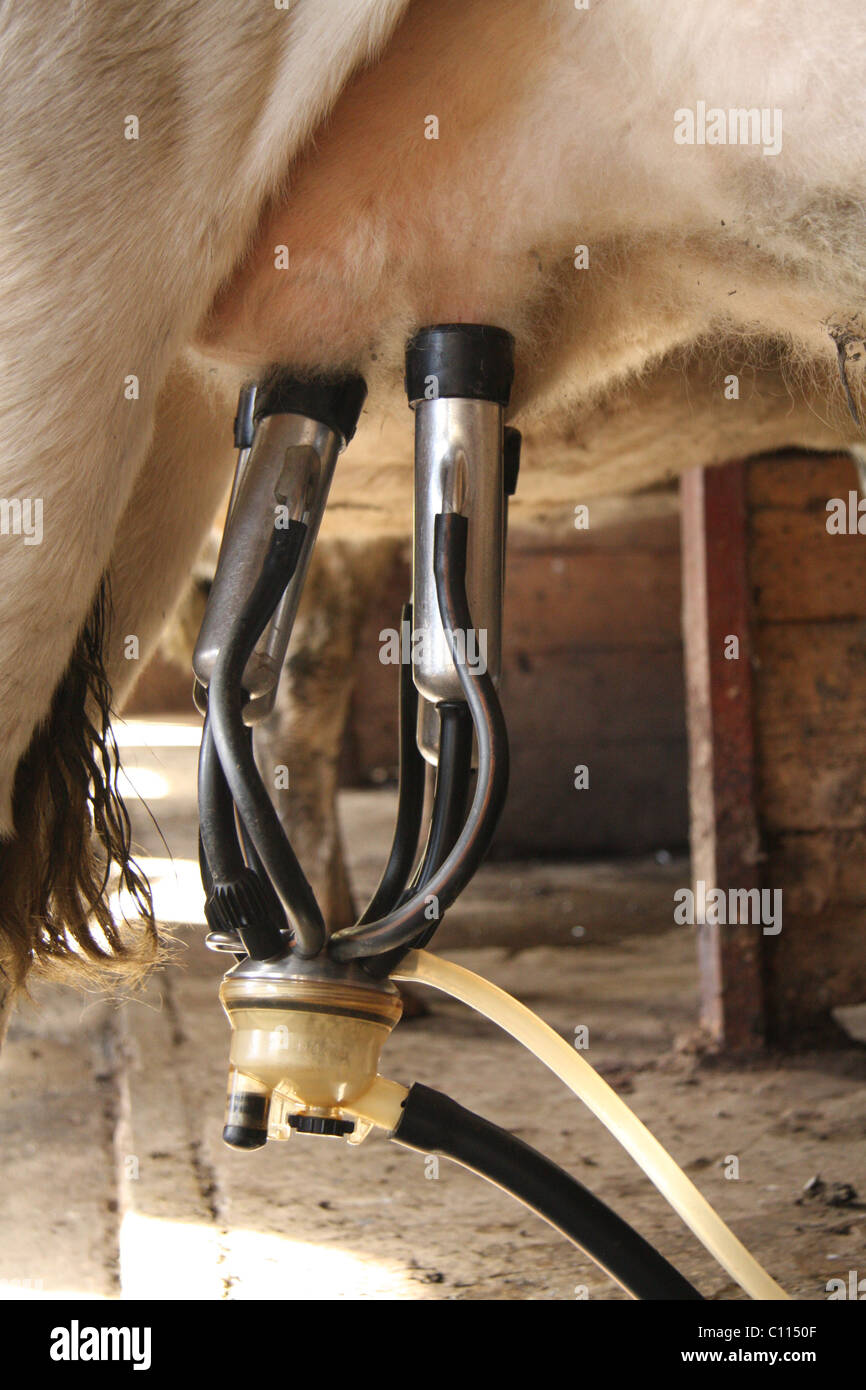 Milking machine taking milk out of a cow Stock Photo - Alamy