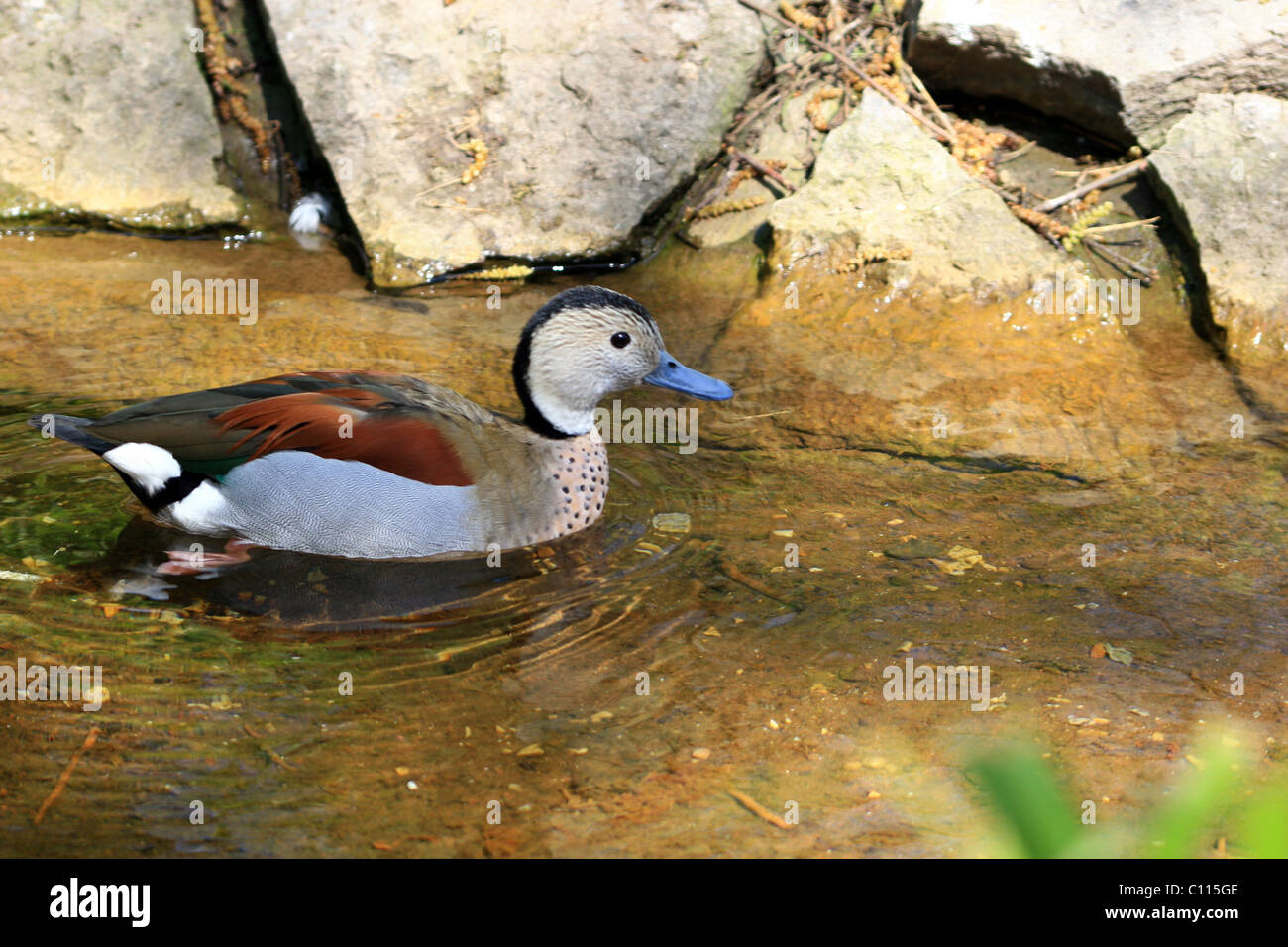 Wallonie, Brugelette, Belgique Stock Photo - Alamy