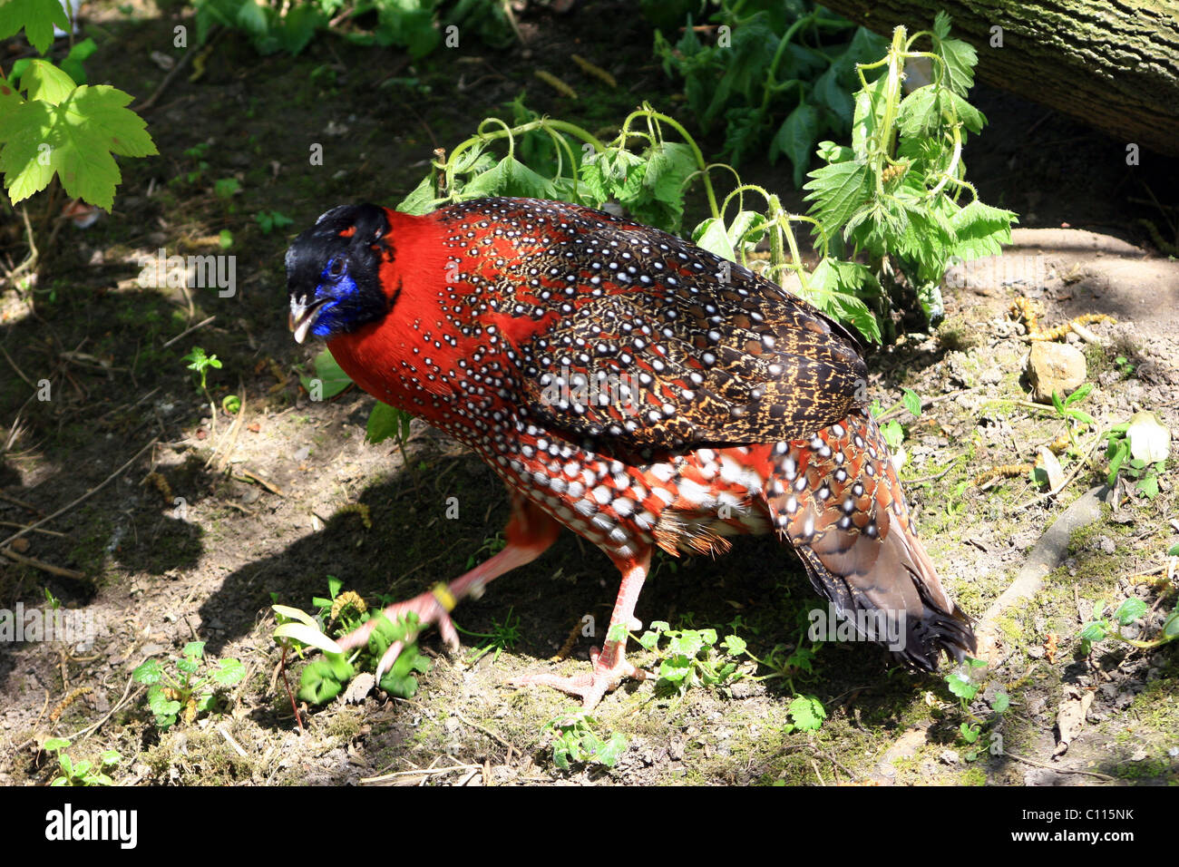 Wallonie, Brugelette, Belgique Stock Photo - Alamy