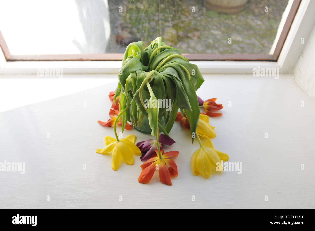 Wilted tulips in a vase Stock Photo - Alamy