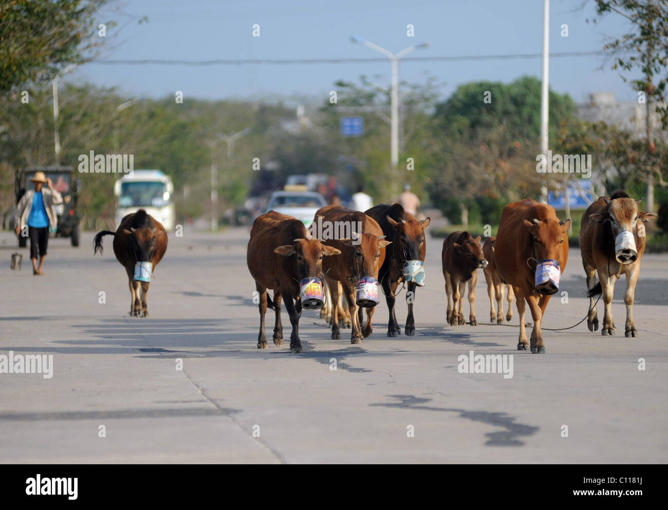PAINT THAT A GOOD IDEA! These cows look like they are getting set to ...
