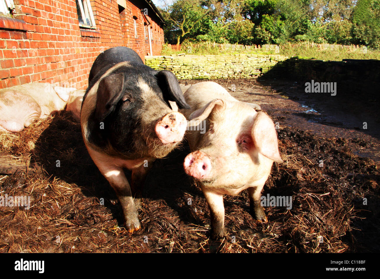 Pigs in a farm on a sunny day Stock Photo - Alamy