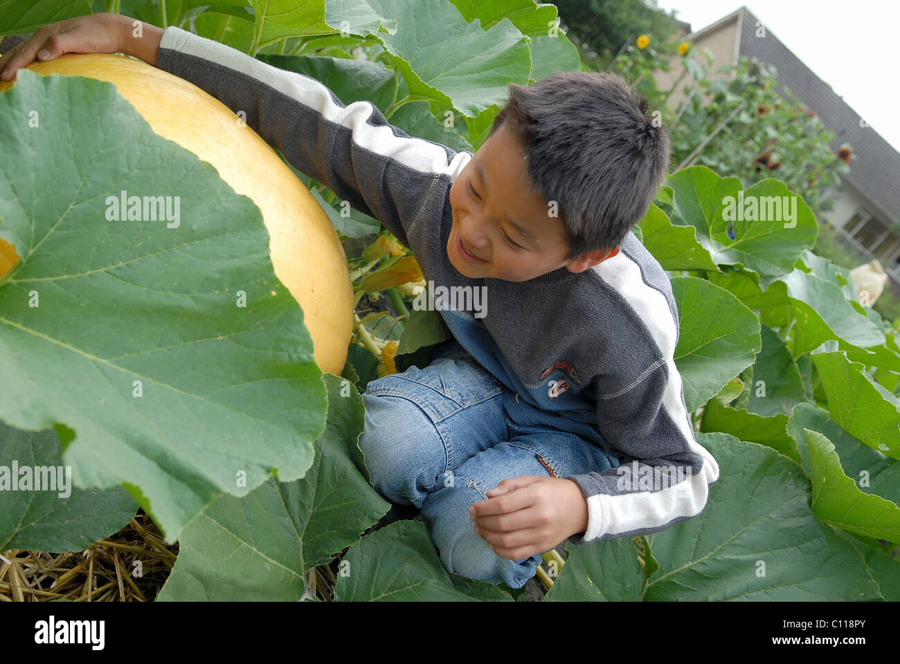 Boy hugs large garden vegetable Stock Photo - Alamy