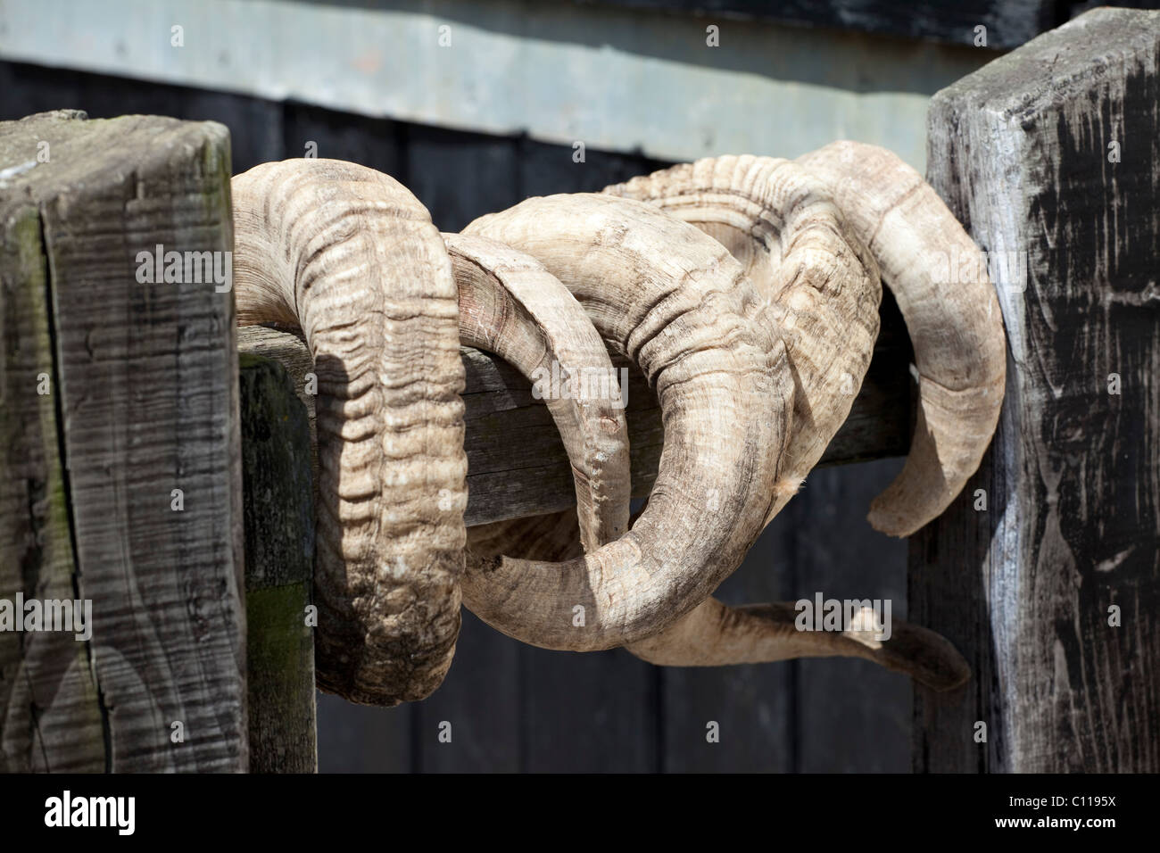 Rams horns on farm gate, Devon Stock Photo - Alamy