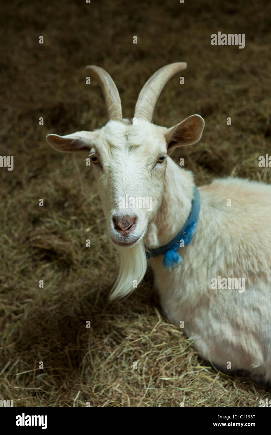 North wheddon farm hi-res stock photography and images - Alamy