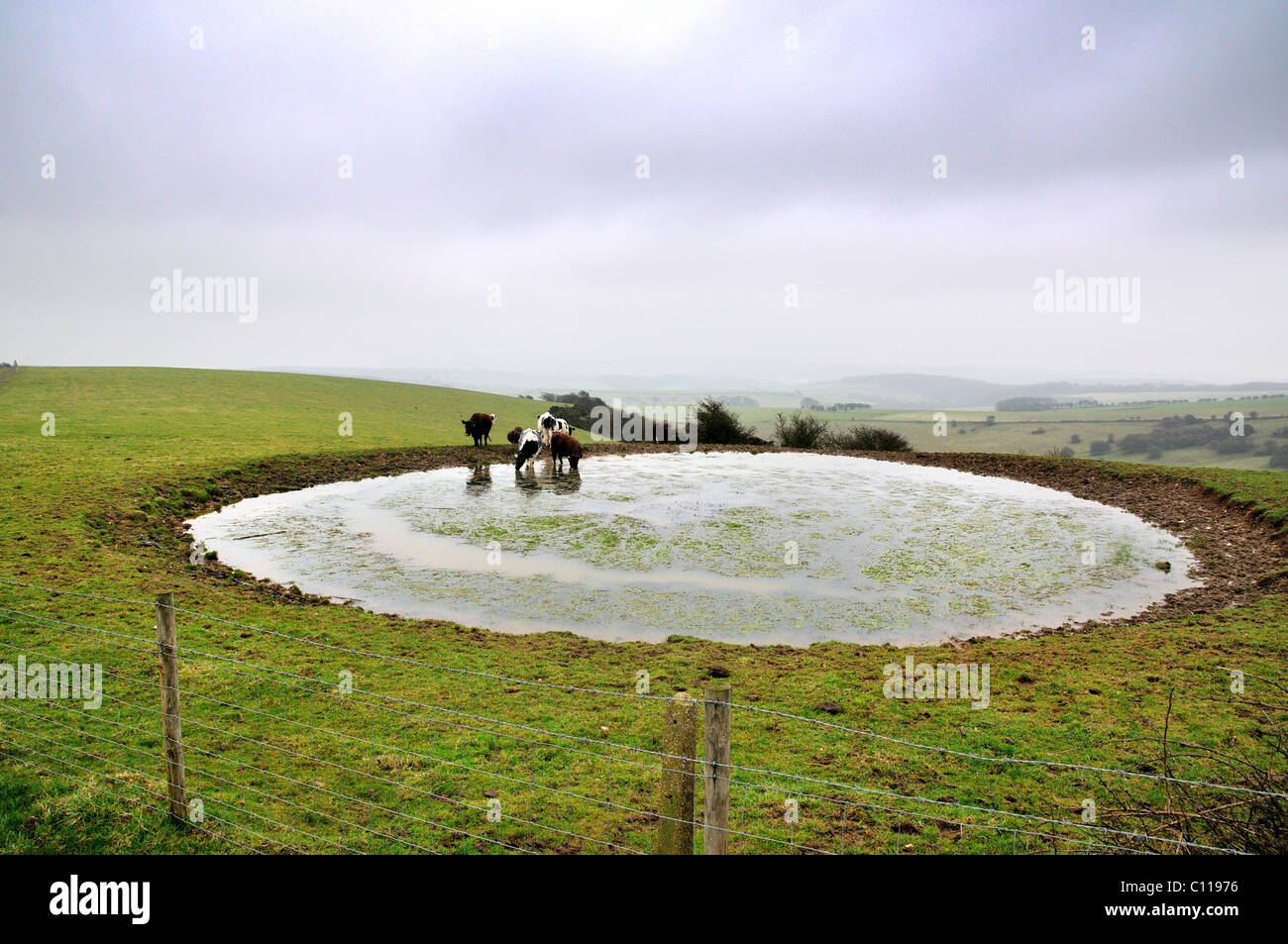 Dew pond and cattle on Ditchling Beacon ,Sussex Stock Photo - Alamy