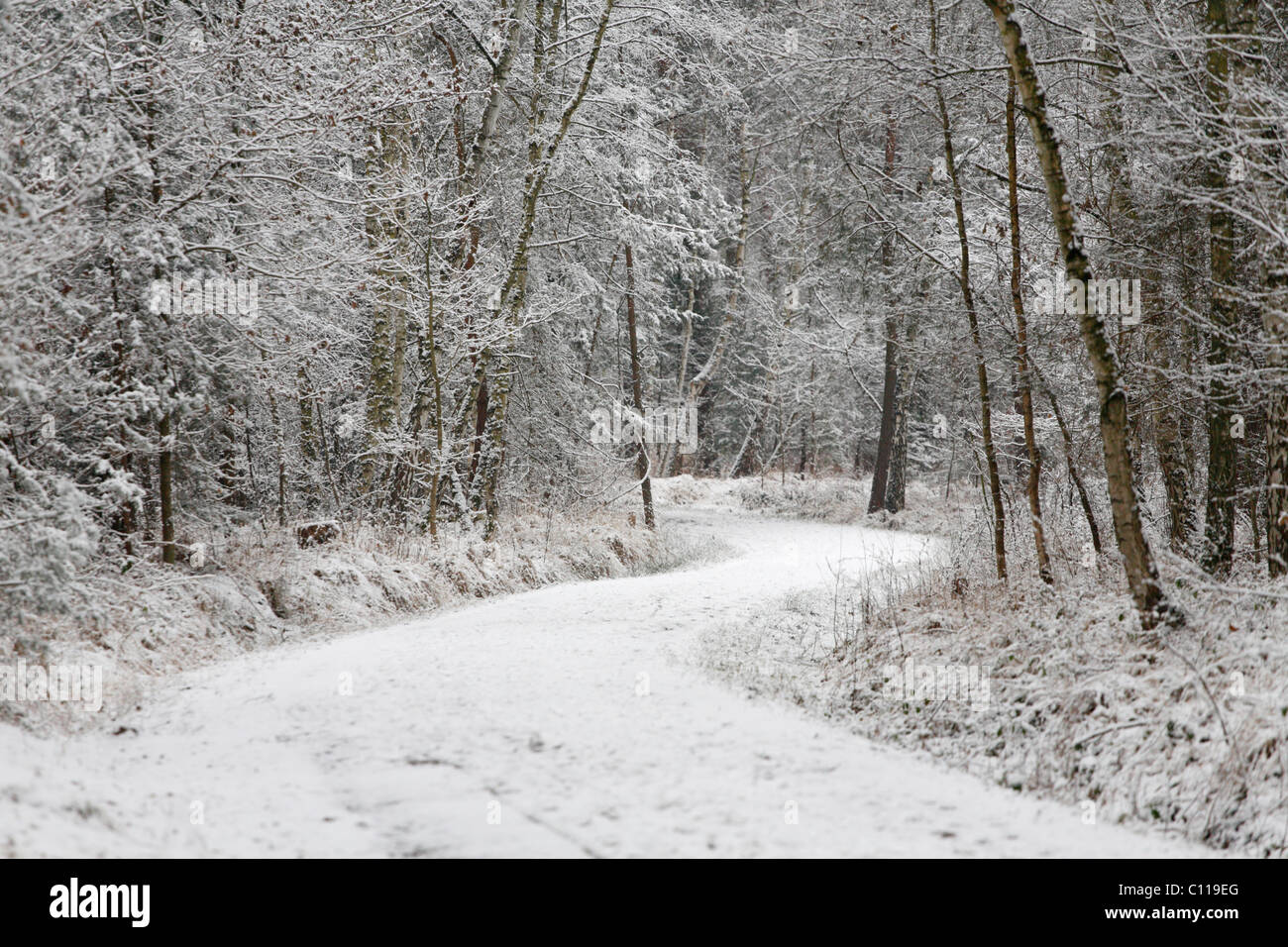 Forest trail in the snow, Hesse, Germany, Europe Stock Photo - Alamy