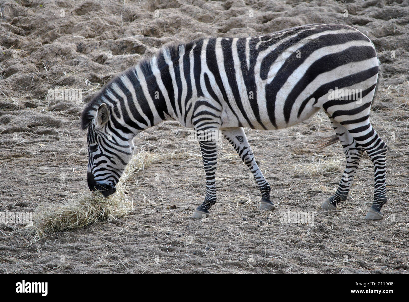 Grant's zebra zoo hi-res stock photography and images - Alamy